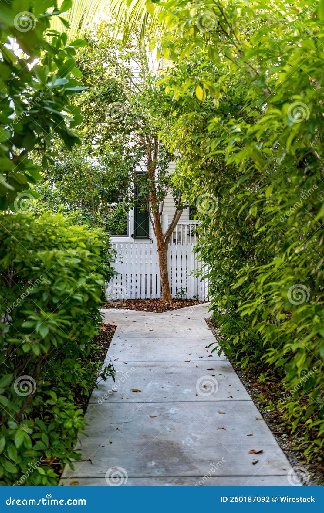 Concrete Pathway Surrounded by Green Trees Editorial Photography ...