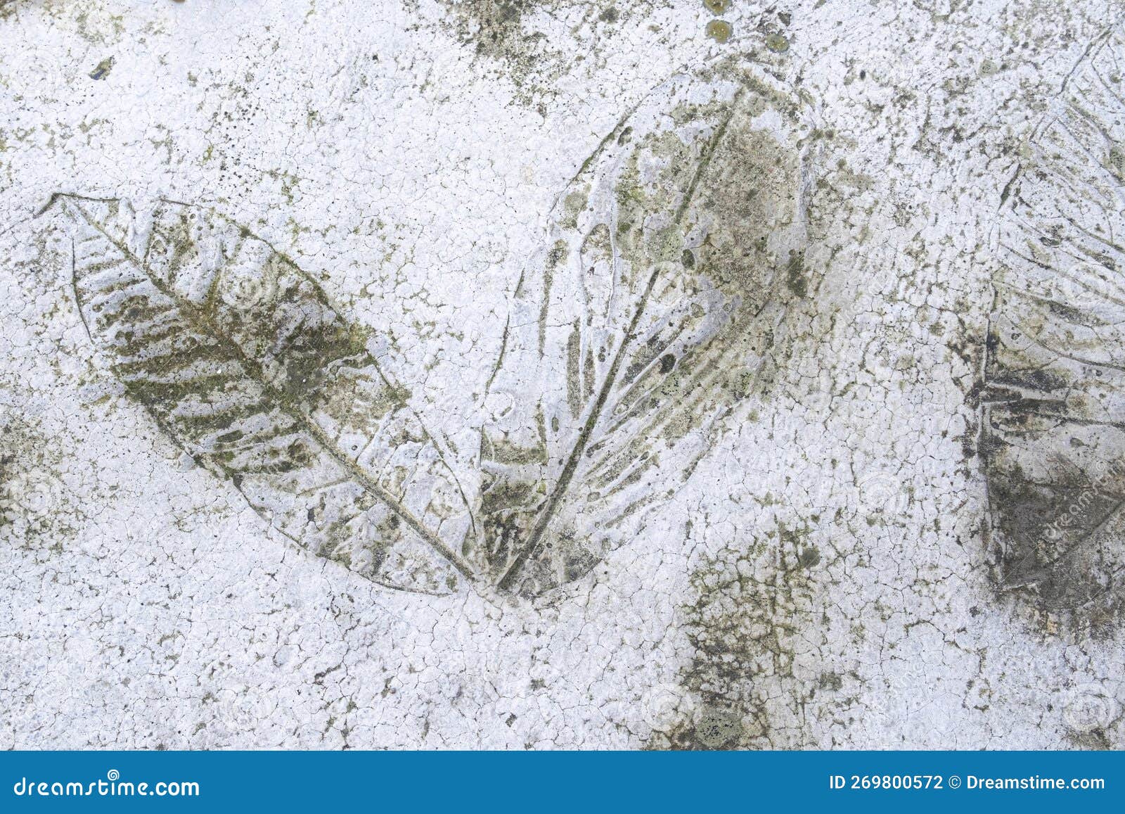 Concrete Pavement with Two Leaves Imprint Background Texture Stock ...