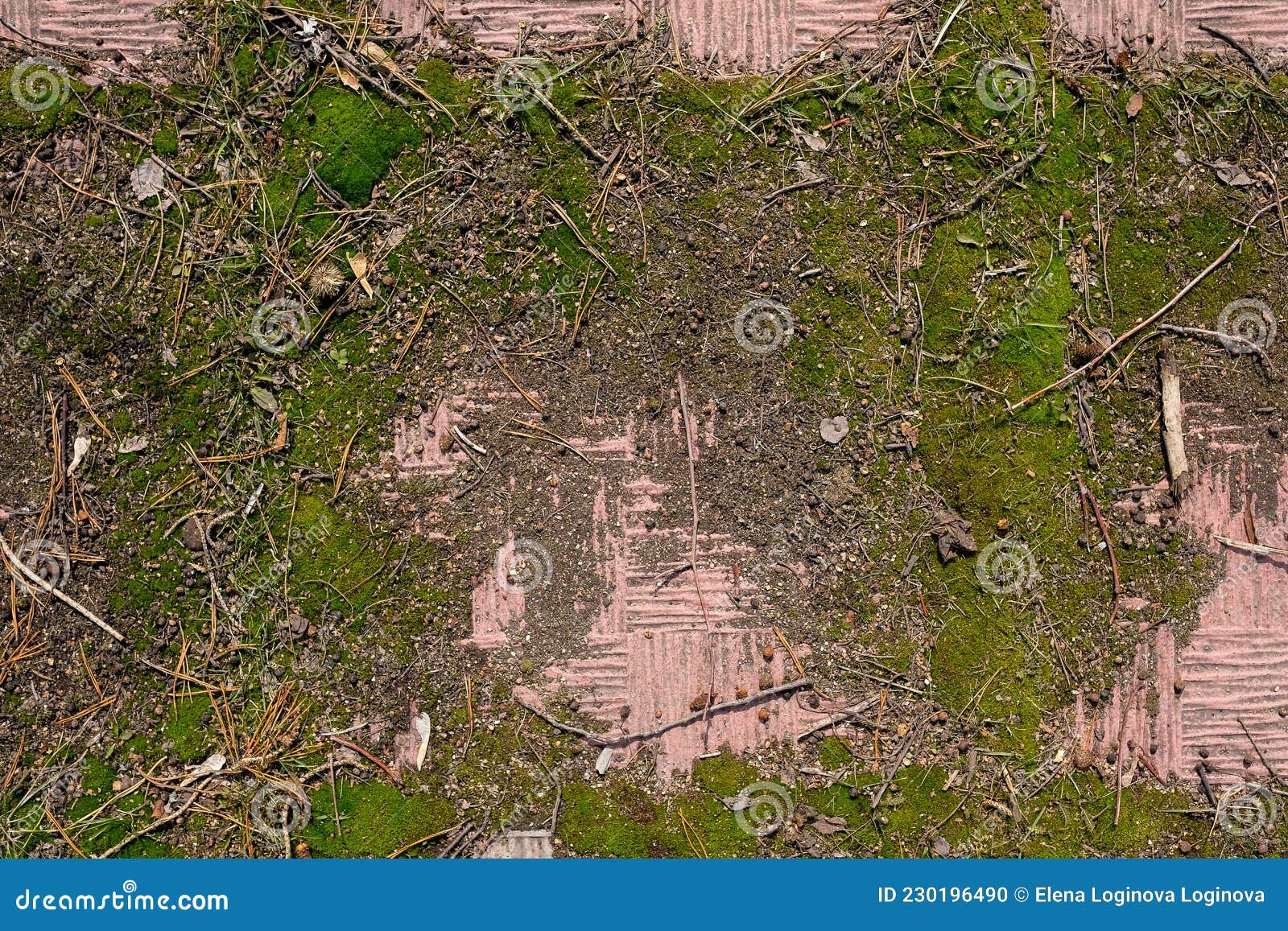 The Concrete Pink Path is Overgrown with Grass and Moss. Close Grass ...