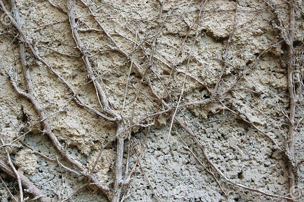 Concrete roots stock photo. Image of architecture, climbing - 5868634