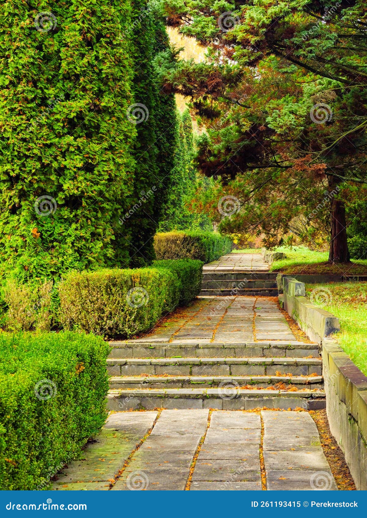 Concrete Slabs and Steps between Thujas and Pines Stock Image - Image ...