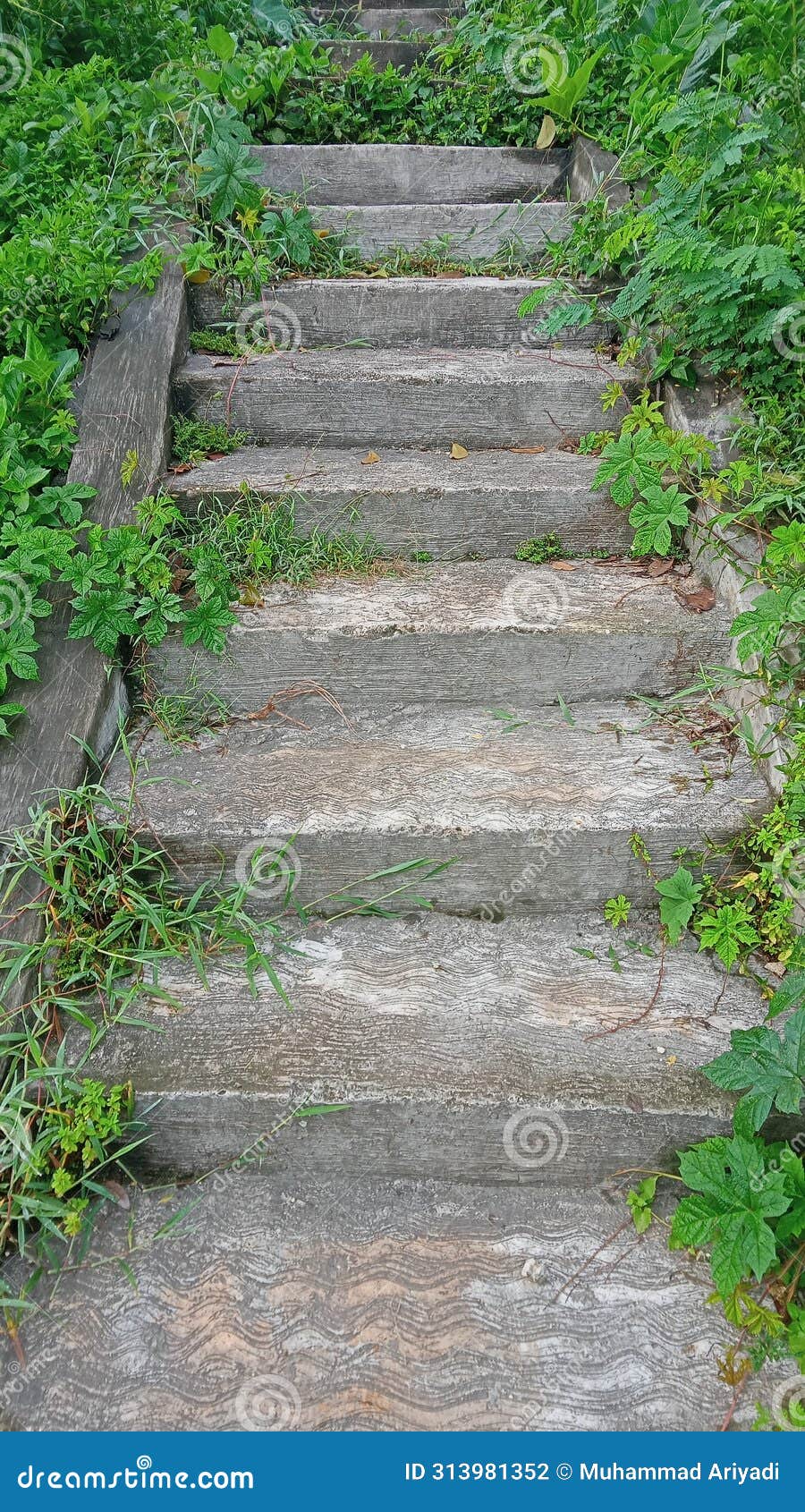 Concrete Stairs Filled with Grass Stock Photo - Image of stairs, filled ...