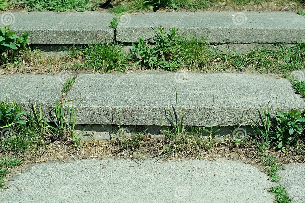Concrete Steps with Grass Growth Stock Image - Image of overgrowth ...