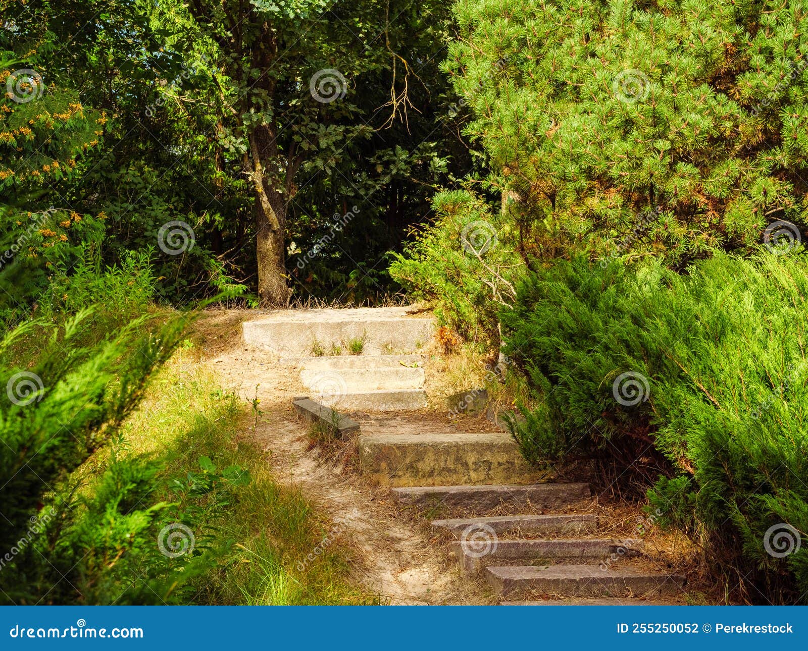 Concrete Steps Leading into the Bushes of the Park Stock Photo - Image ...