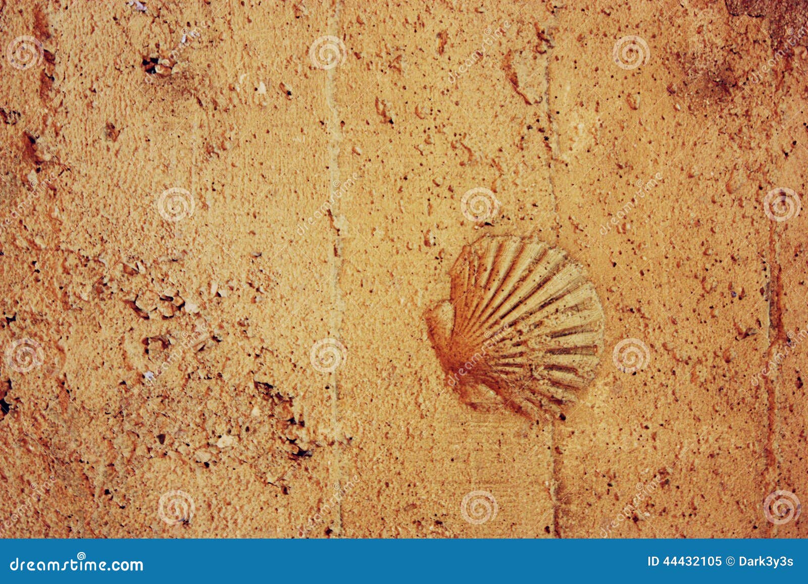 Concrete Texture with Shell Stock Image - Image of detail, architecture ...