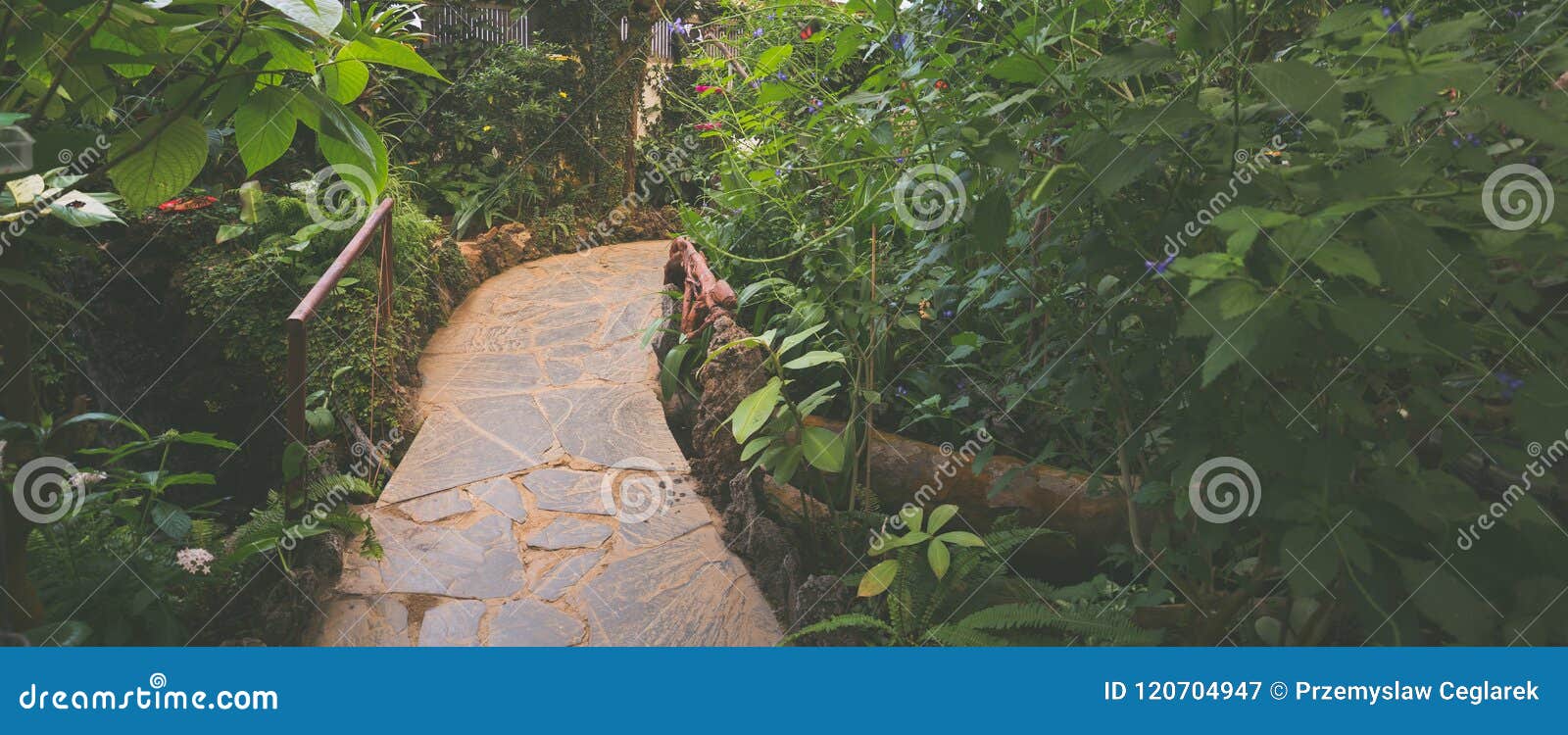 Path along jungle stock image. Image of ruins, branch - 120704947