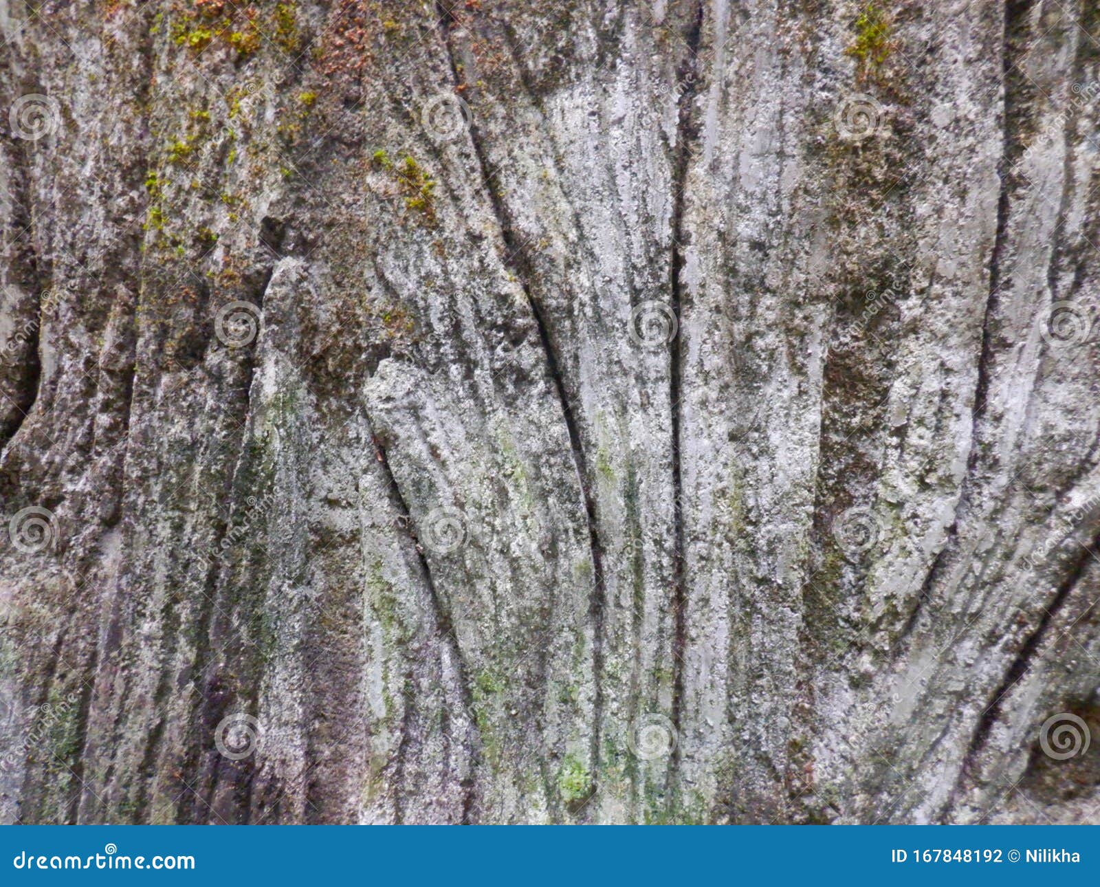 Concrete with Tree Bark Design with Moss Stock Photo - Image of tree ...