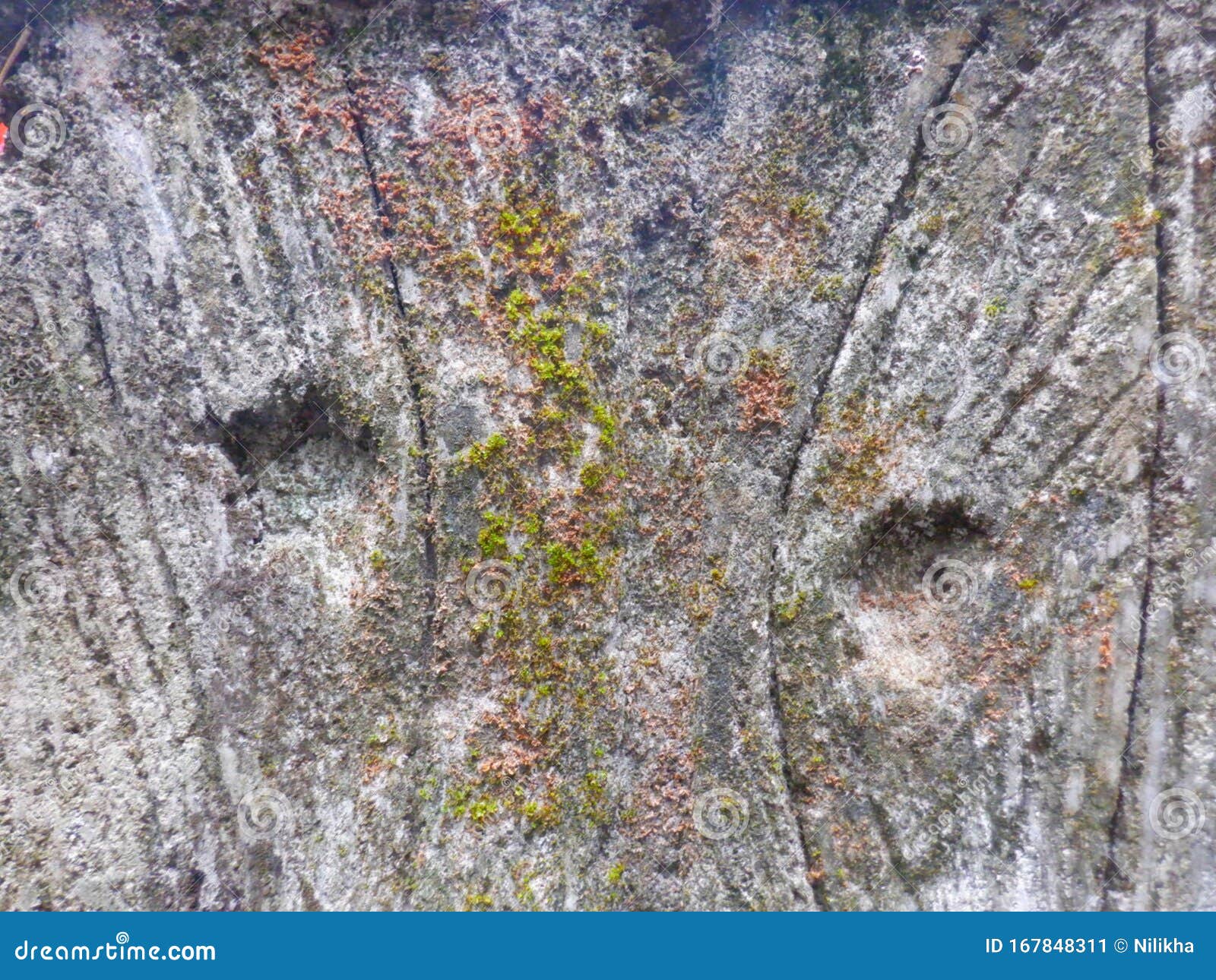 Concrete with Tree Bark Design with Moss Stock Image - Image of detail ...
