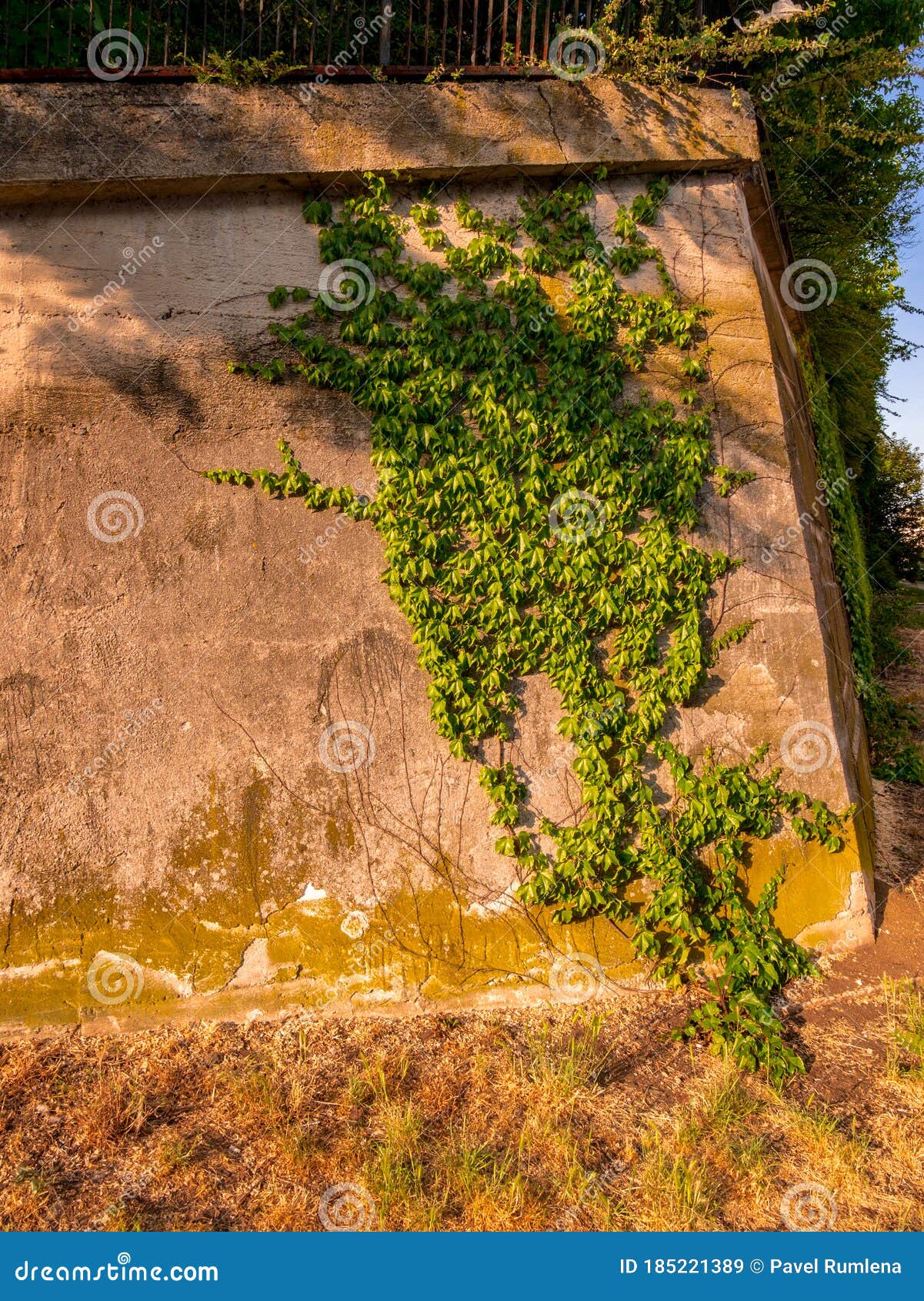 Concrete Wall Covered with Moss and Creepers Stock Image - Image of ...