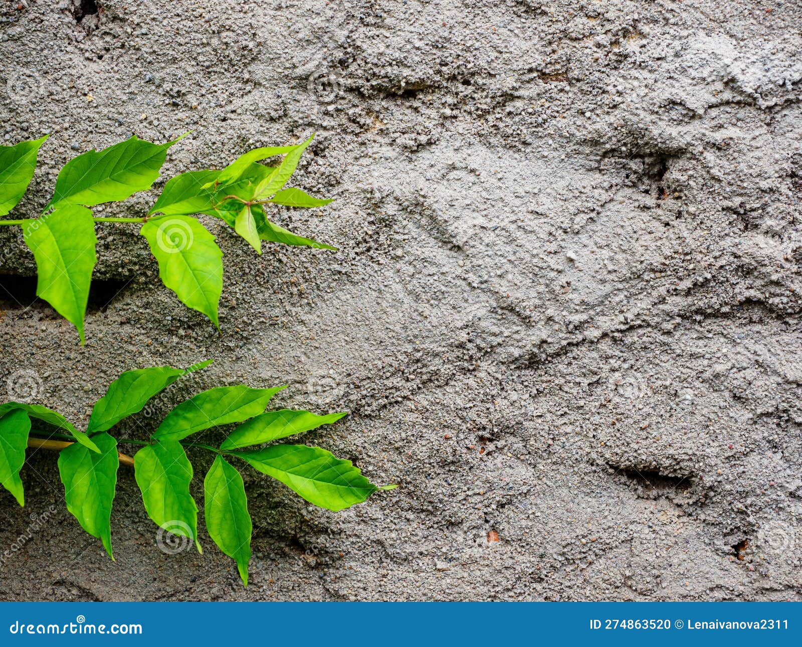 Concrete Wall with Green Tiny Twig on it Stock Photo - Image of stone ...
