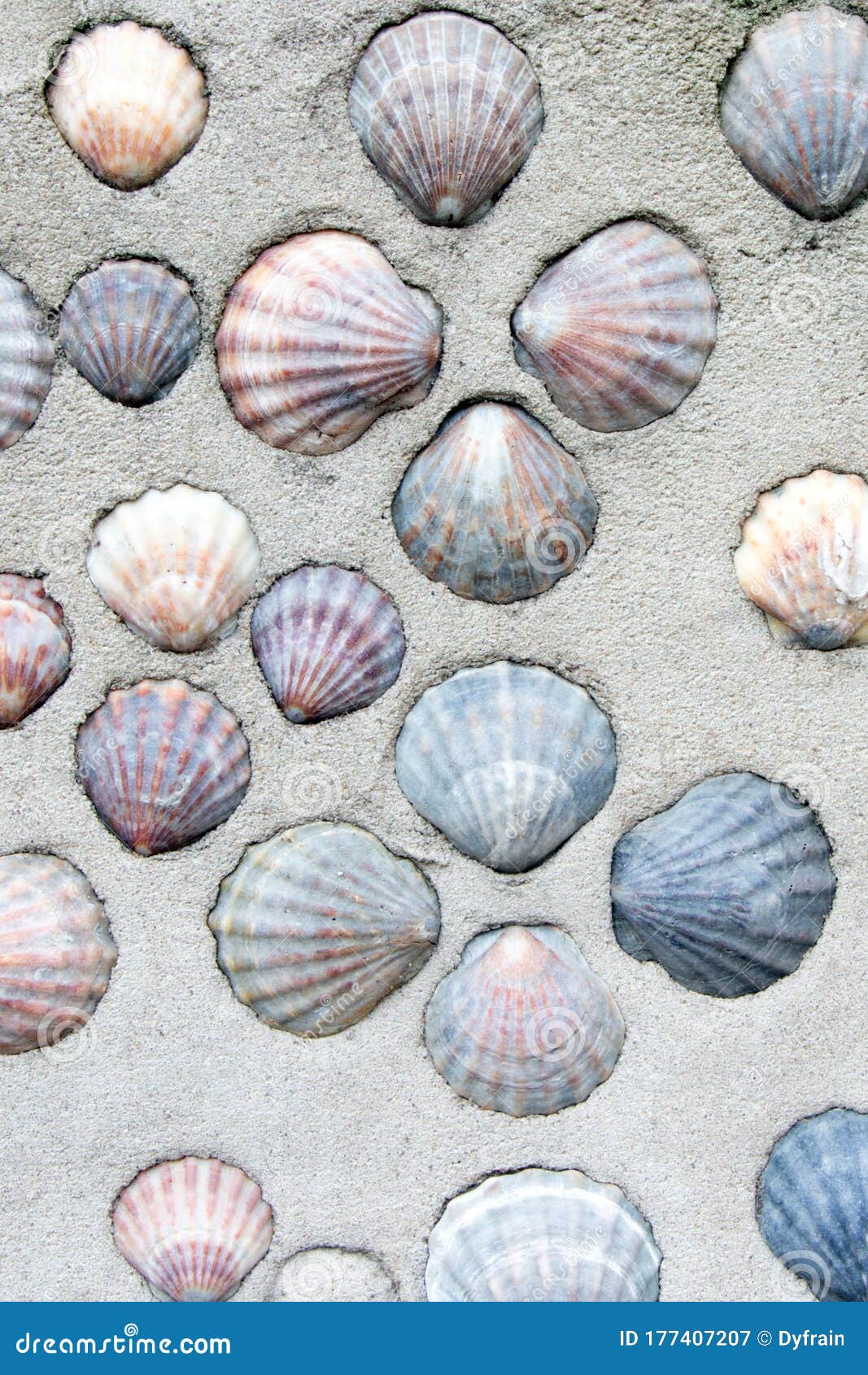 A Concrete Wall with Shells Texture, Background. Plaster Wall Stock ...