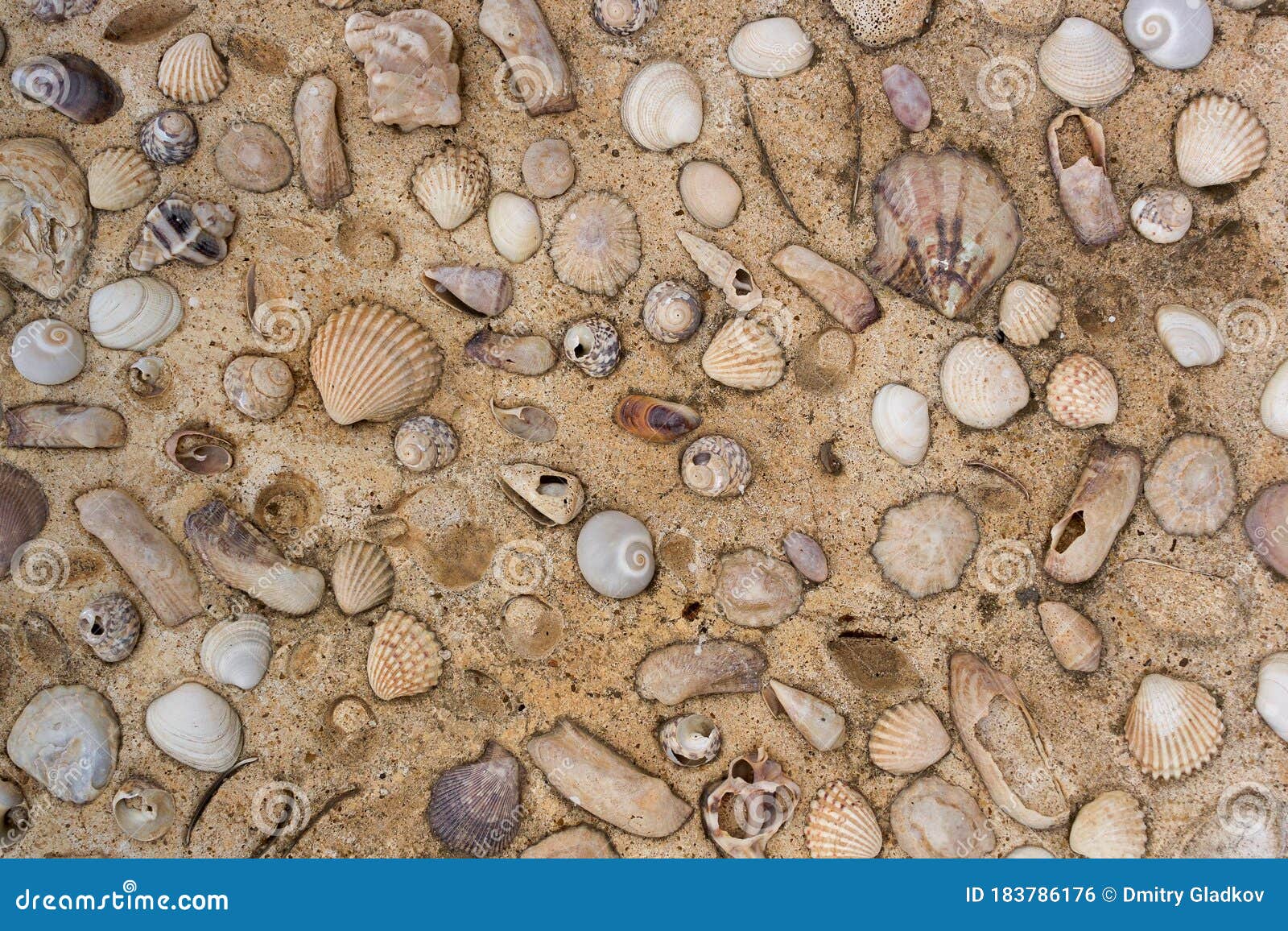 A Concrete Wall with Shells Texture, Background. Plaster Wall. the ...