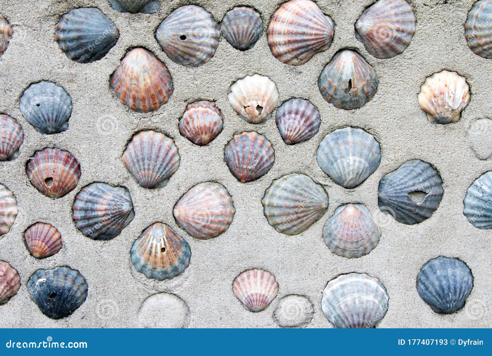 A Concrete Wall with Shells Texture, Background. Plaster Wall Stock ...