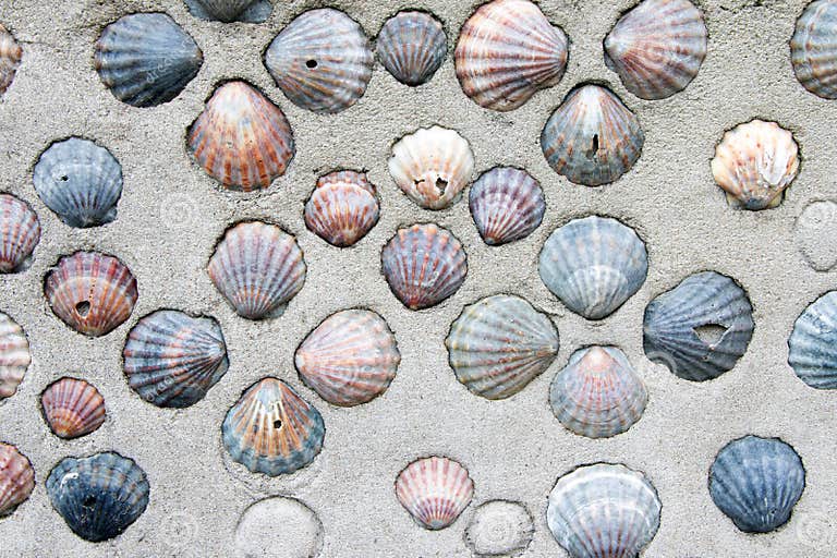 A Concrete Wall with Shells Texture, Background. Plaster Wall Stock ...