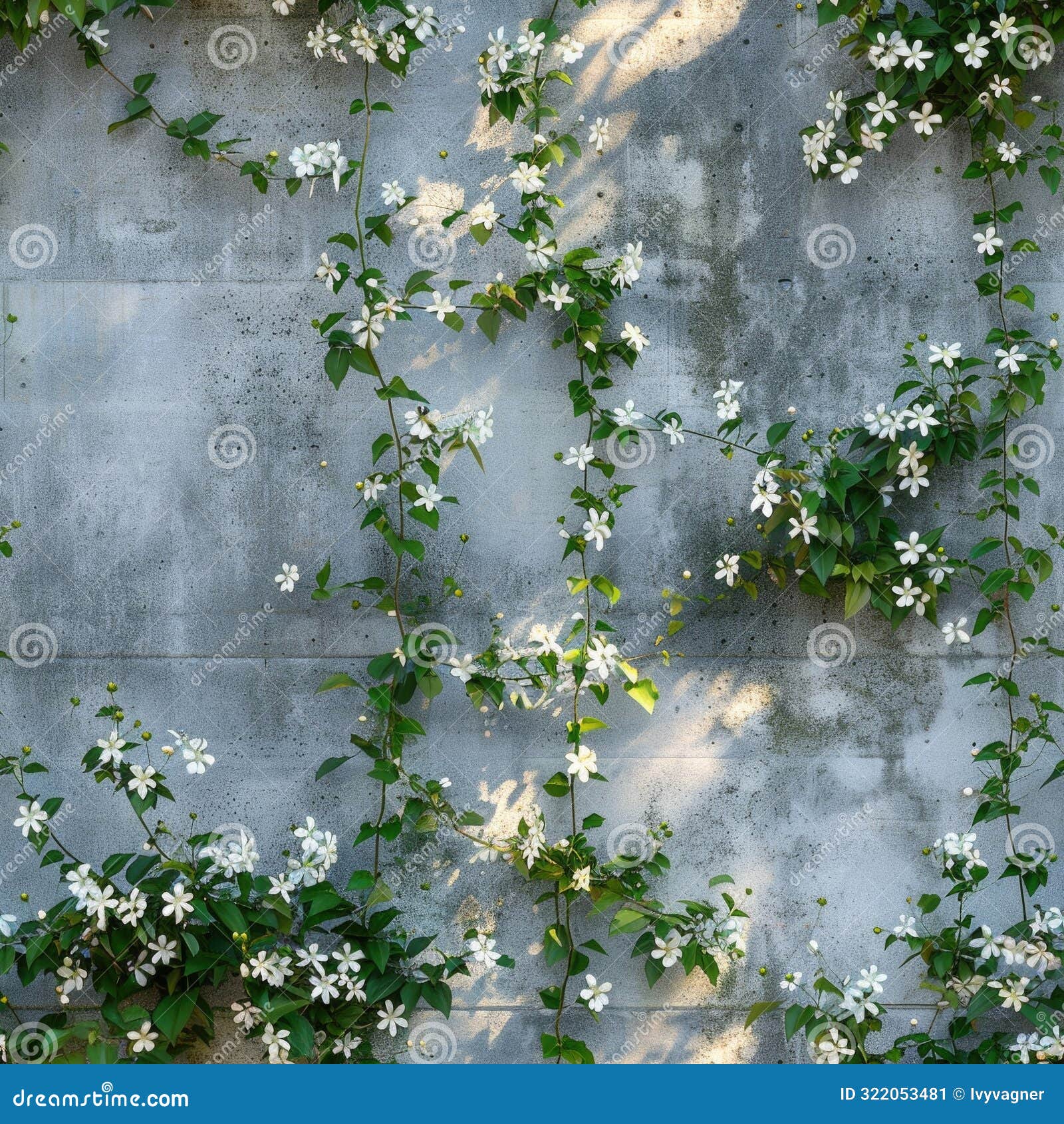 Concrete Wall with Star Jasmine Stock Image - Image of vine, garden ...