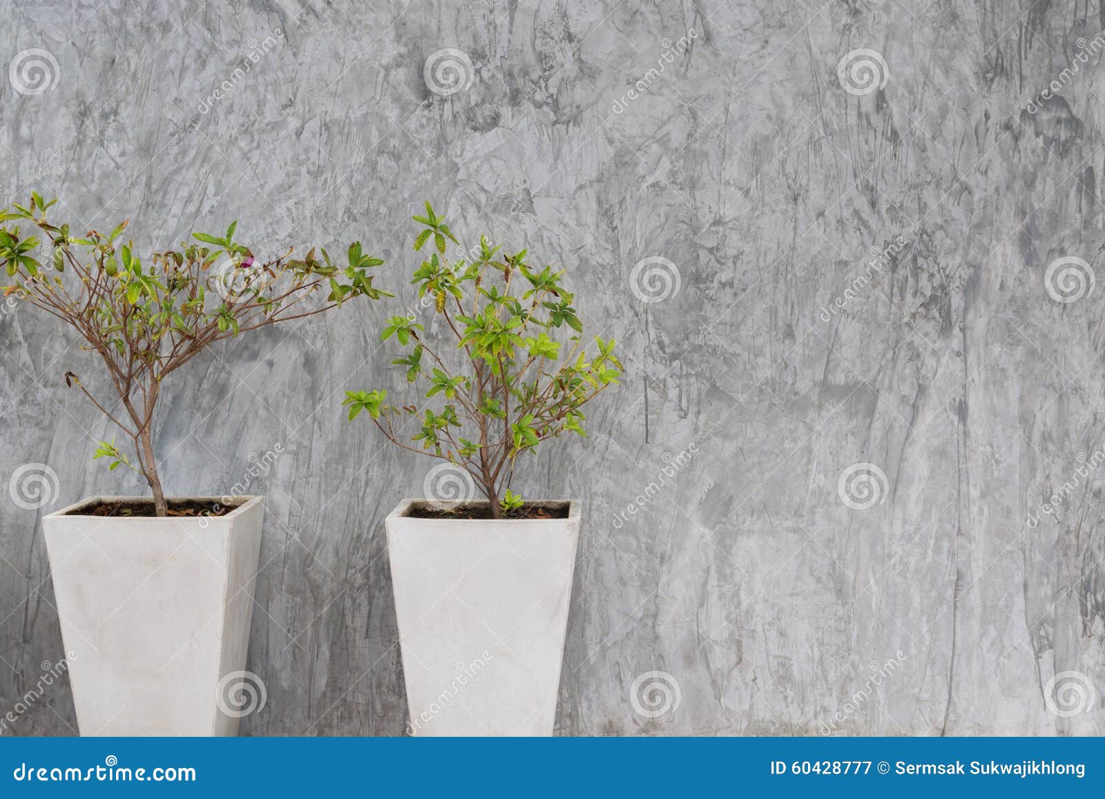 Concrete wall with tree stock image. Image of plant, botany - 60428777