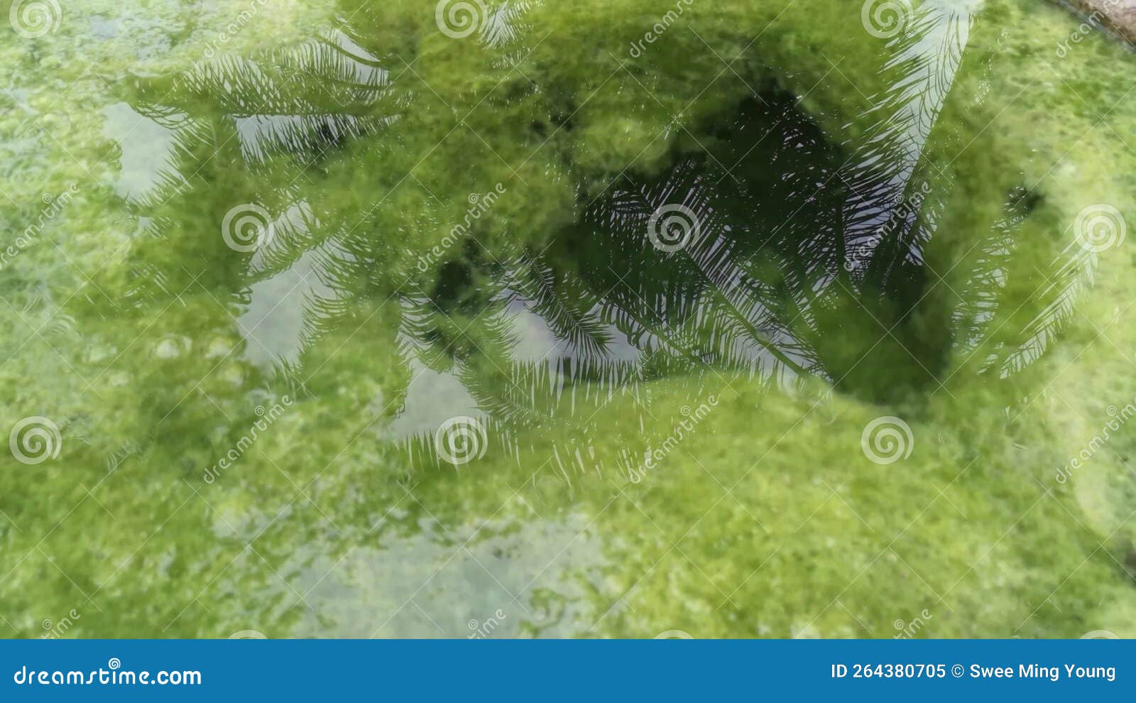 Concrete Well Filled with Floating Algae Sludge. Stock Video - Video of ...