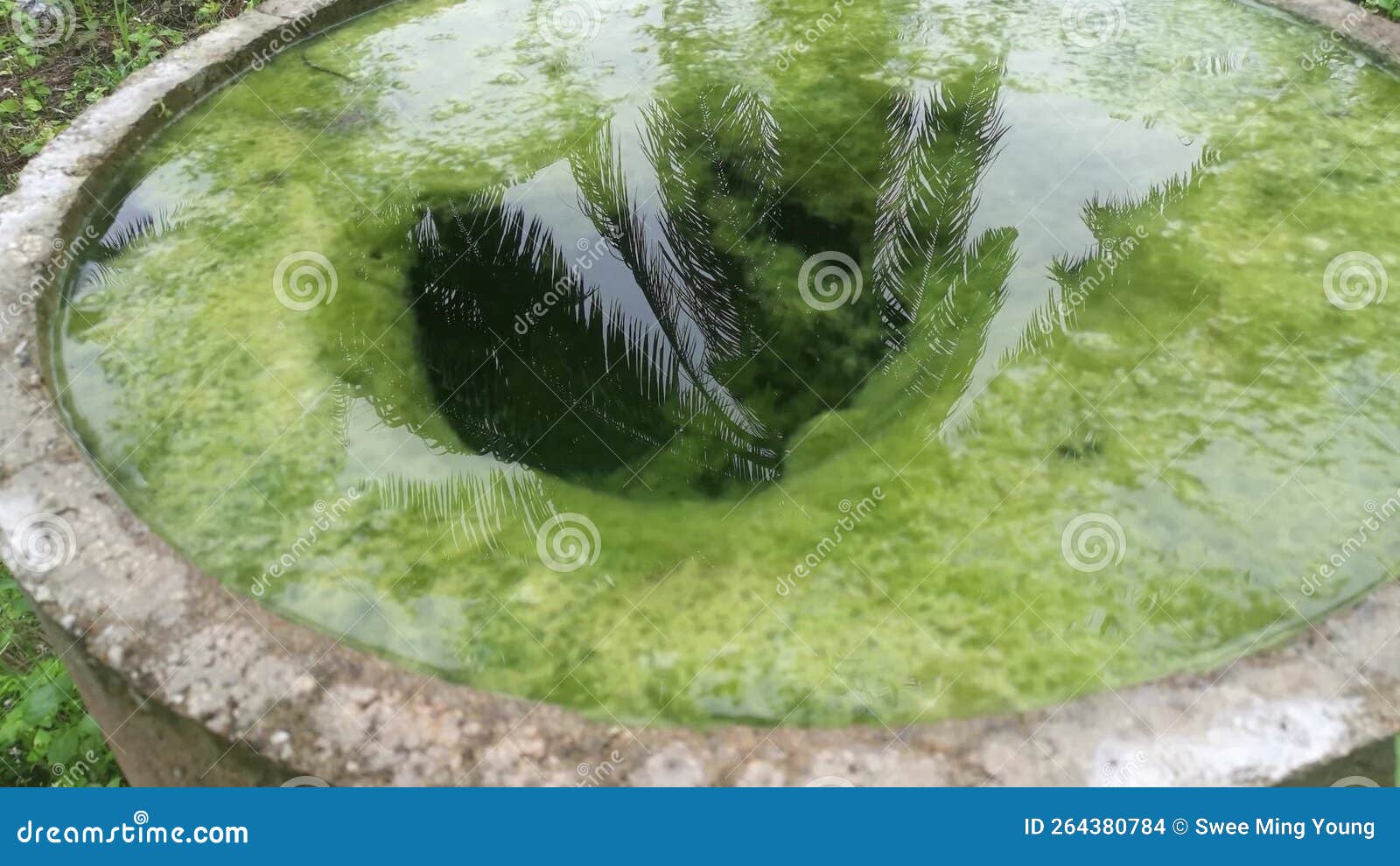 Concrete Well Filled with Floating Algae Sludge. Stock Footage - Video ...