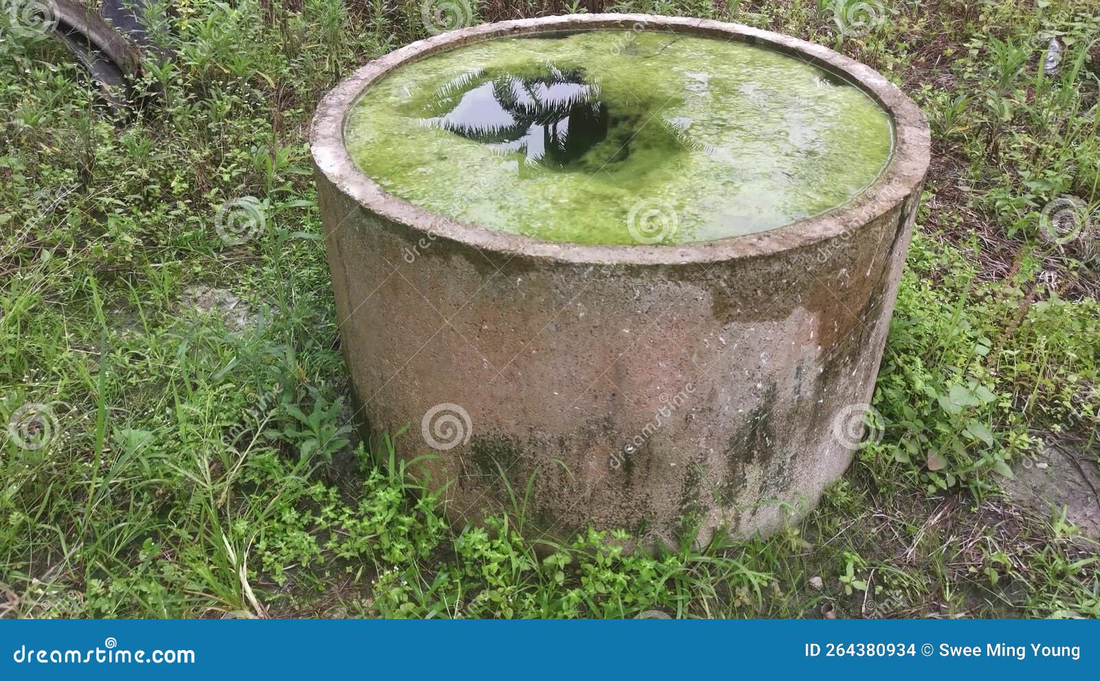 Concrete Well Filled with Floating Algae Sludge. Stock Footage - Video ...