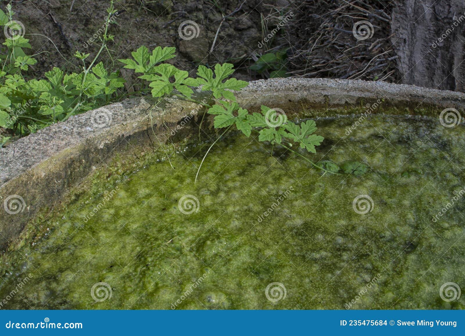 Concrete Well Filled with Floating Algae Sludge Stock Photo - Image of ...