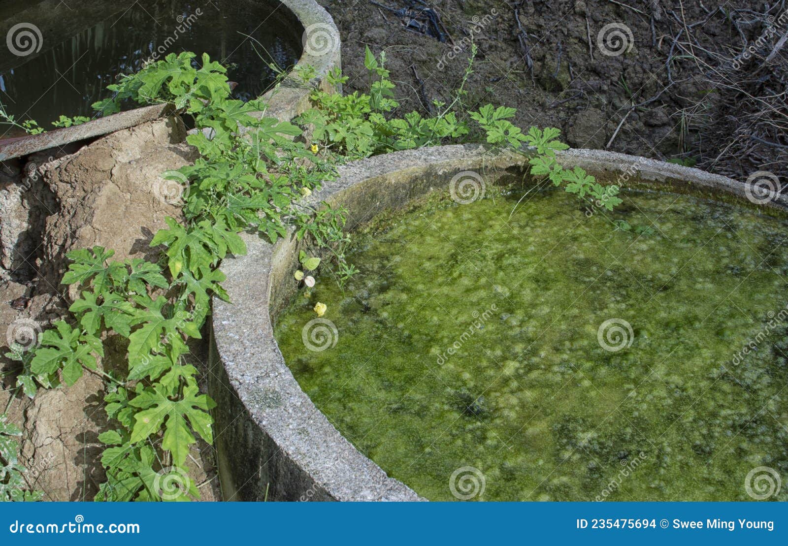 Concrete Well Filled with Floating Algae Sludge Stock Photo - Image of ...
