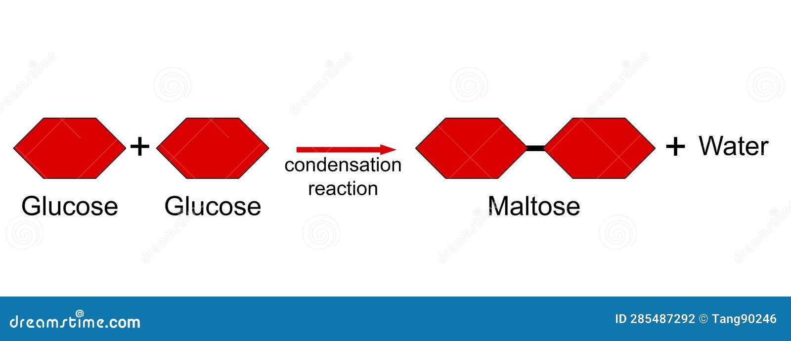Condensation Reaction between Glucose and Maltose Stock Illustration ...