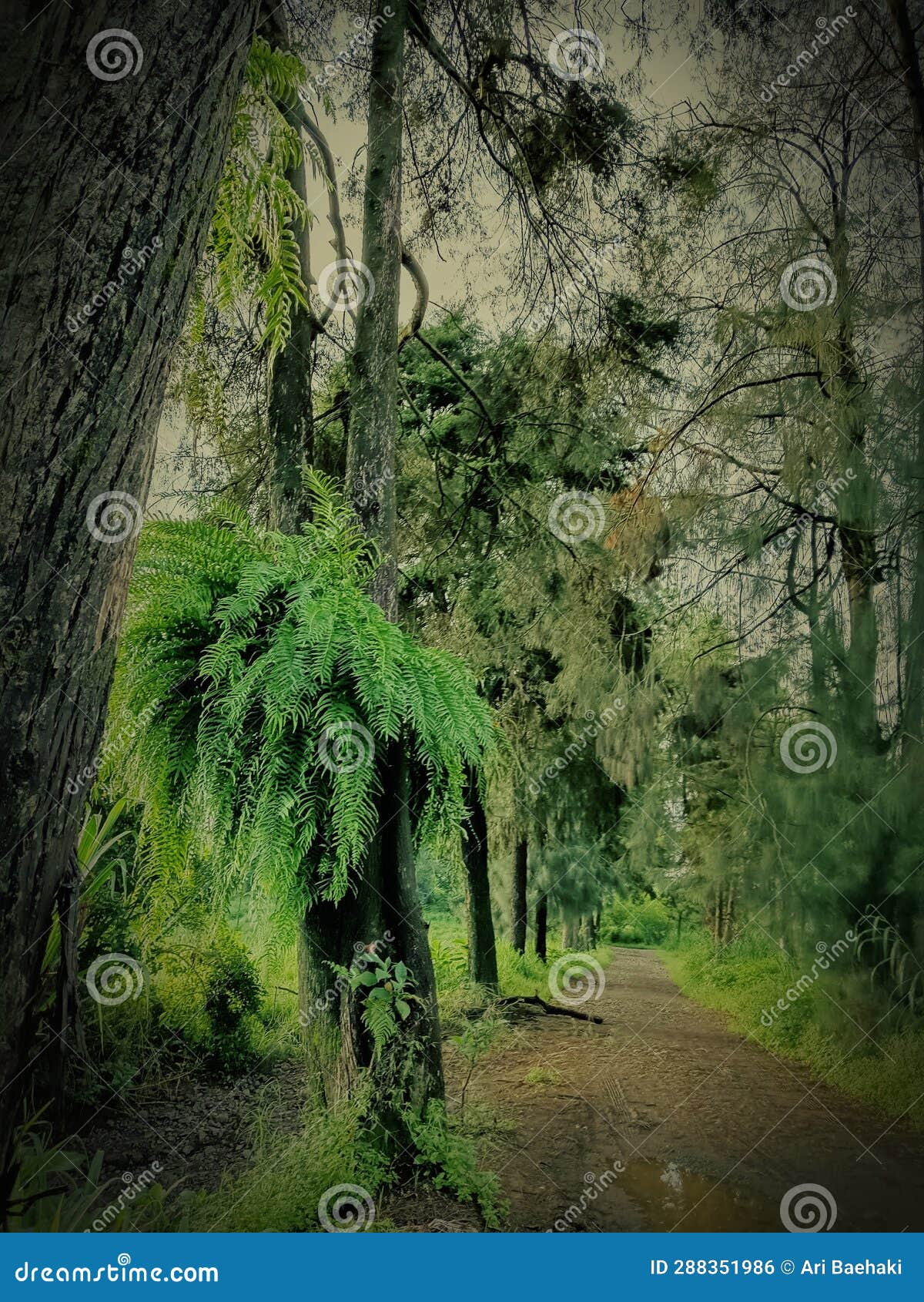 Condition of Pine Trees after Rain Stock Photo - Image of cloudy, rain ...