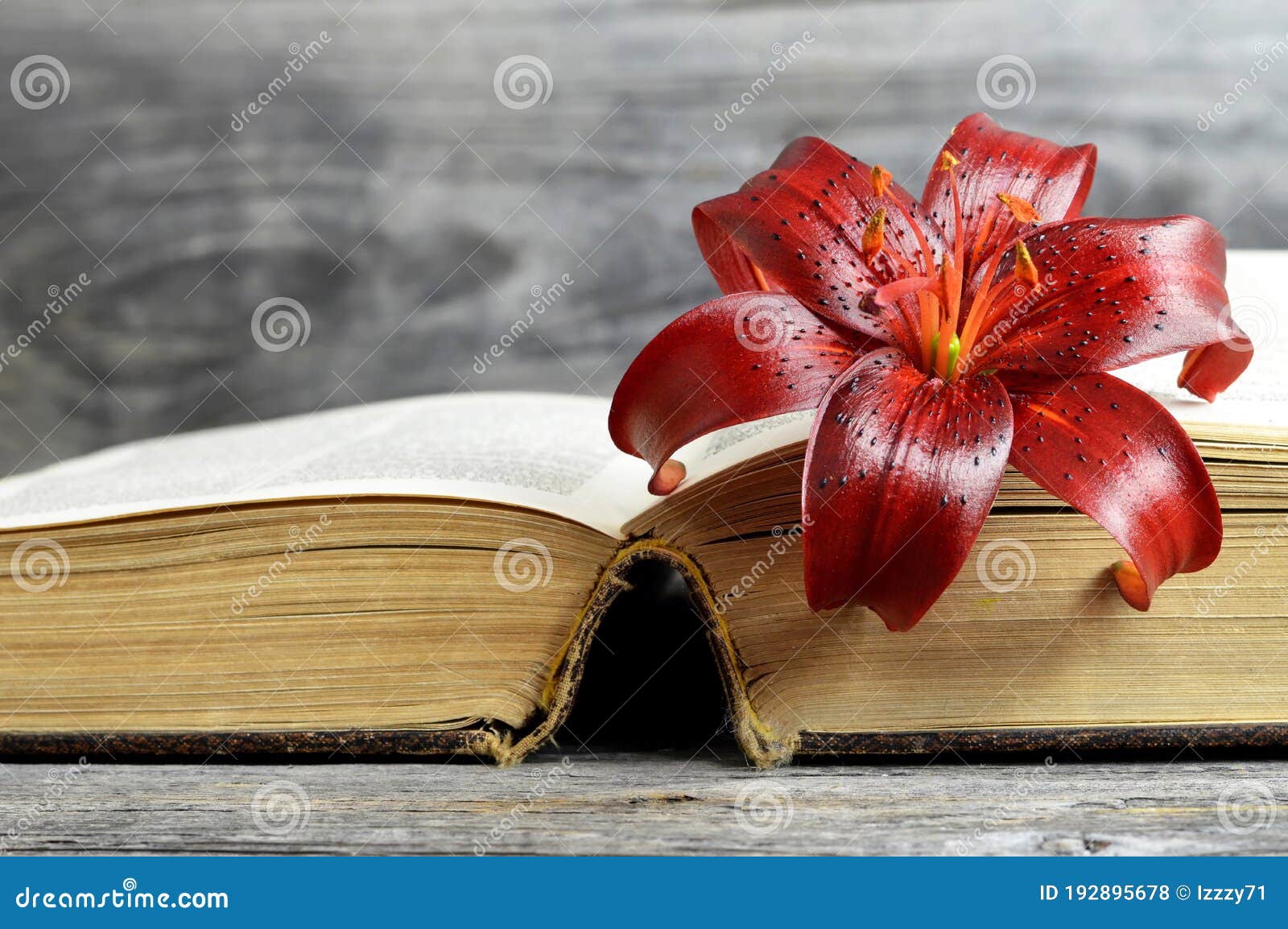 Condolence Card with Lily Flower on Open Book Stock Photo - Image of ... Condolence Card with Lily Flower on Open Book Stock Photo - Image of ...