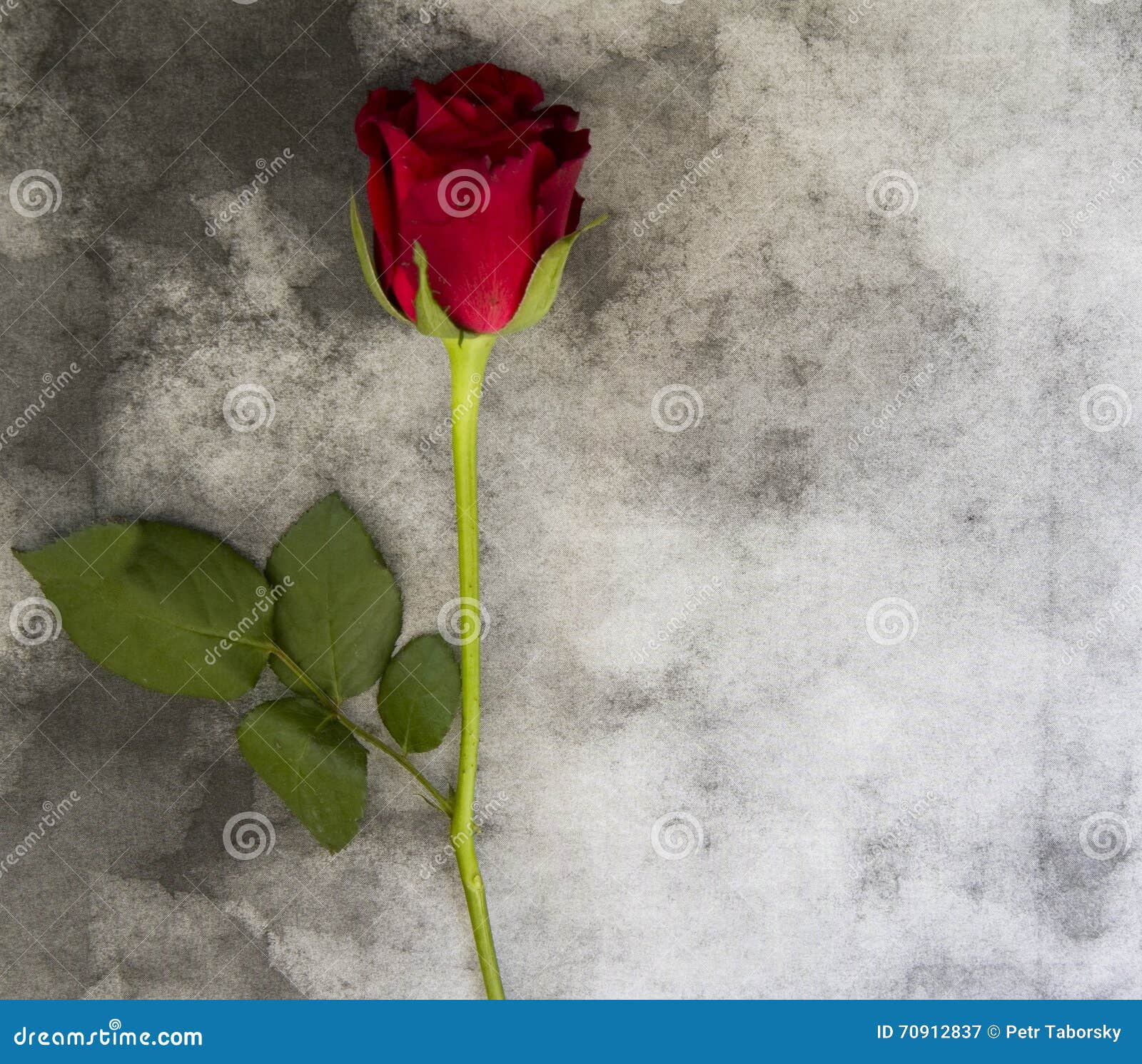 Condolence Card Red Rose Marble Photos - Free & Royalty-Free Stock ...