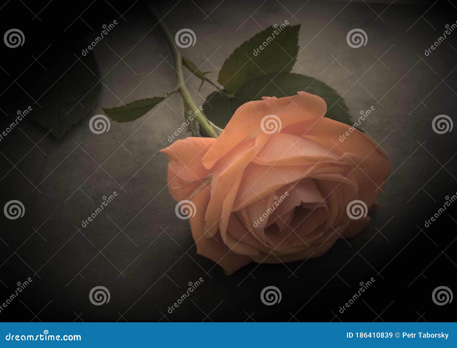 Condolence card with rose stock image. Image of yellow - 186410839