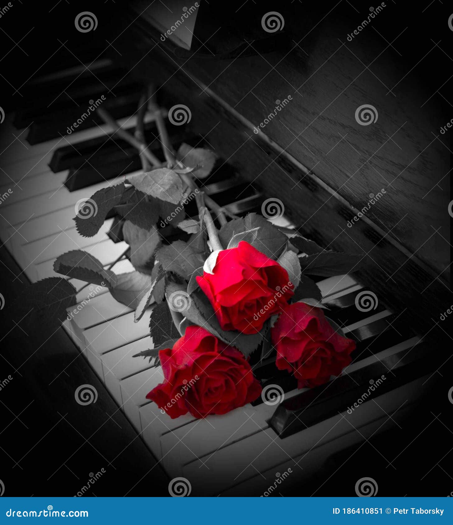 Condolence card with roses stock image. Image of beam - 186410851