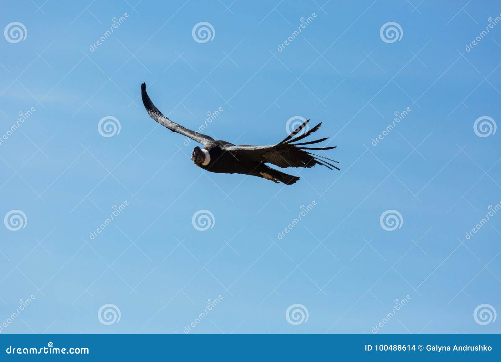 Condor foto de archivo. Imagen de primer, cara, exterior - 100488614