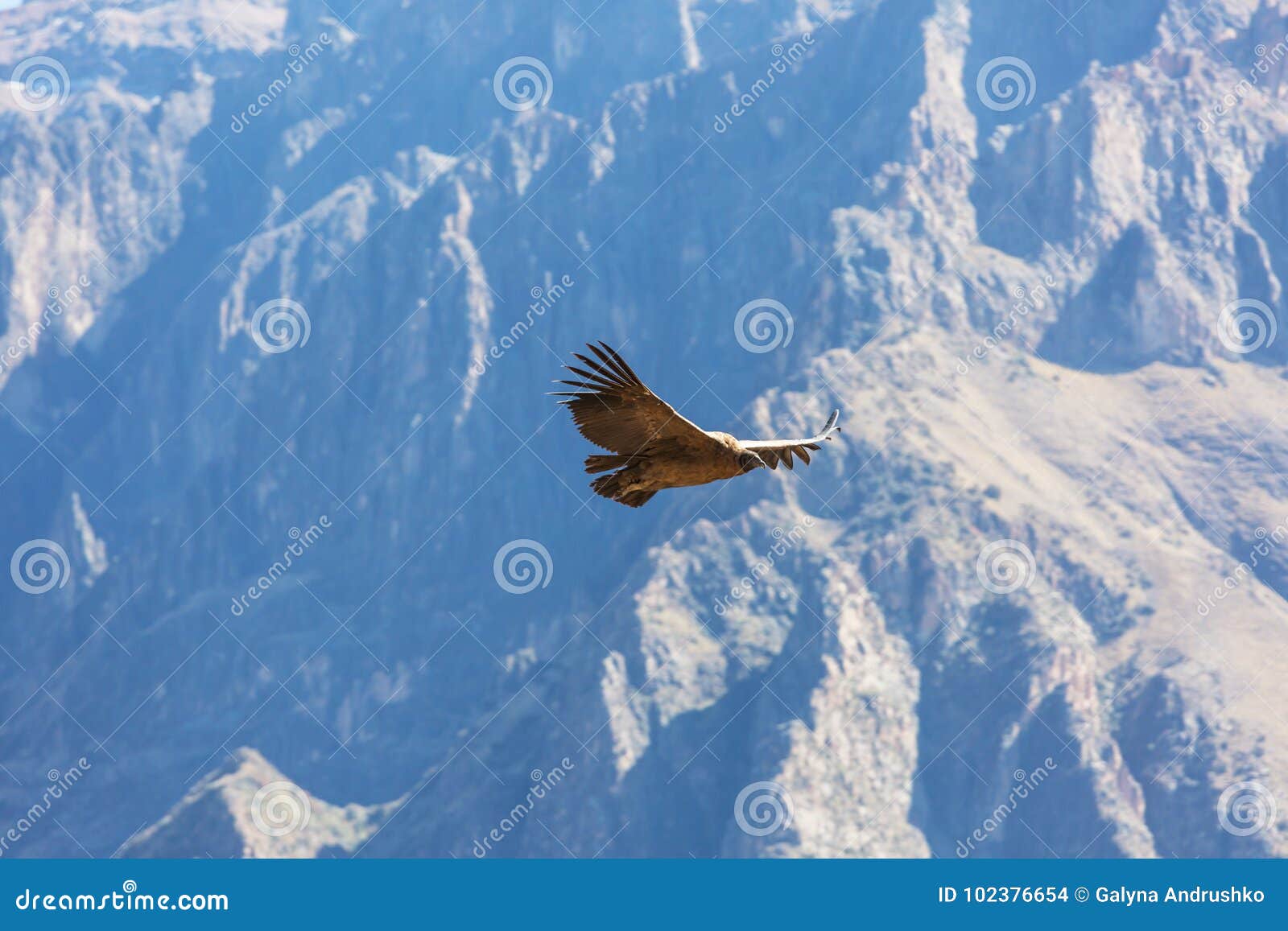 Condor foto de archivo. Imagen de vuelo, sobrecarga - 102376654