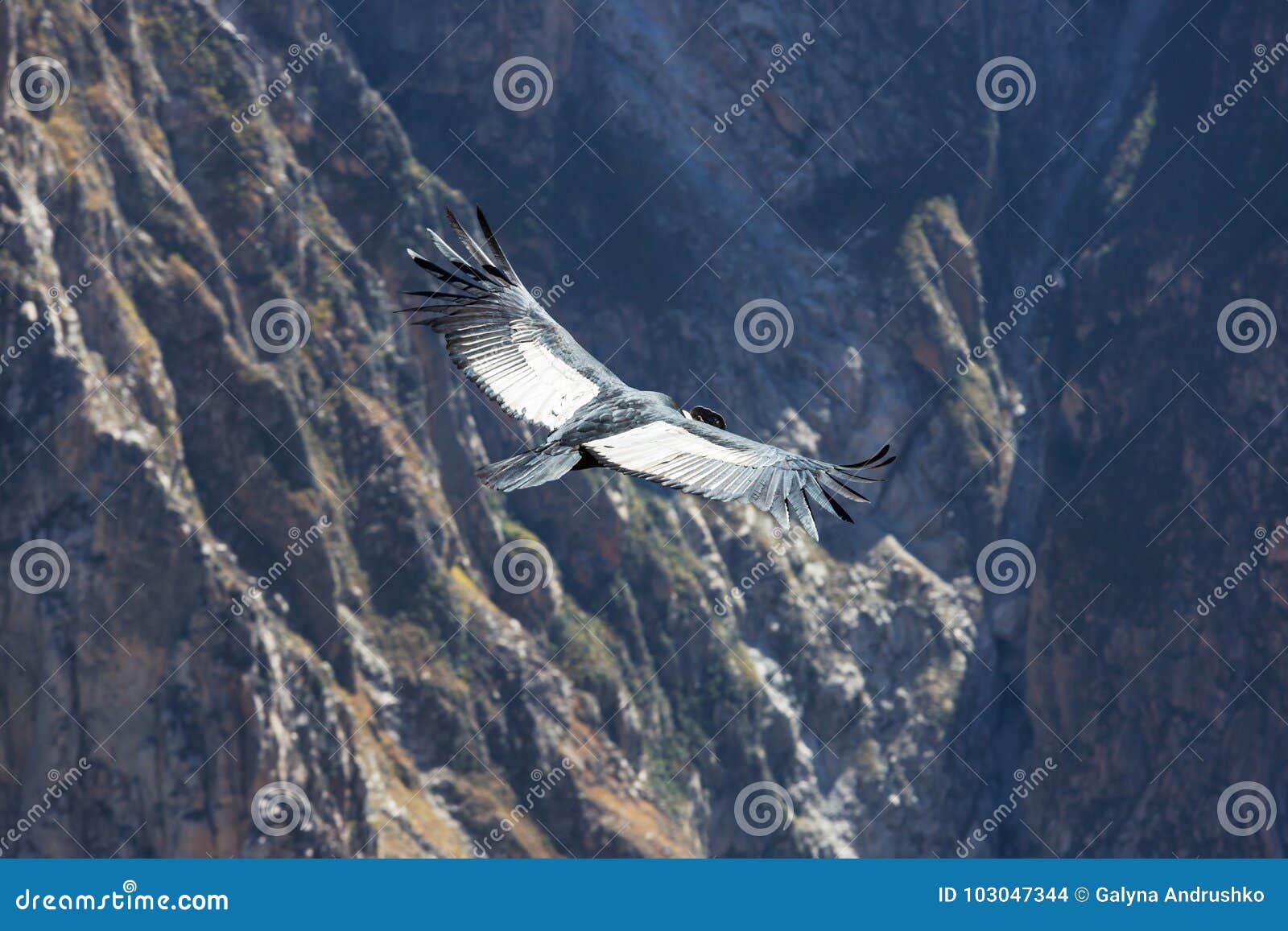 Condor foto de archivo. Imagen de palmo, parque, avistamiento - 103047344