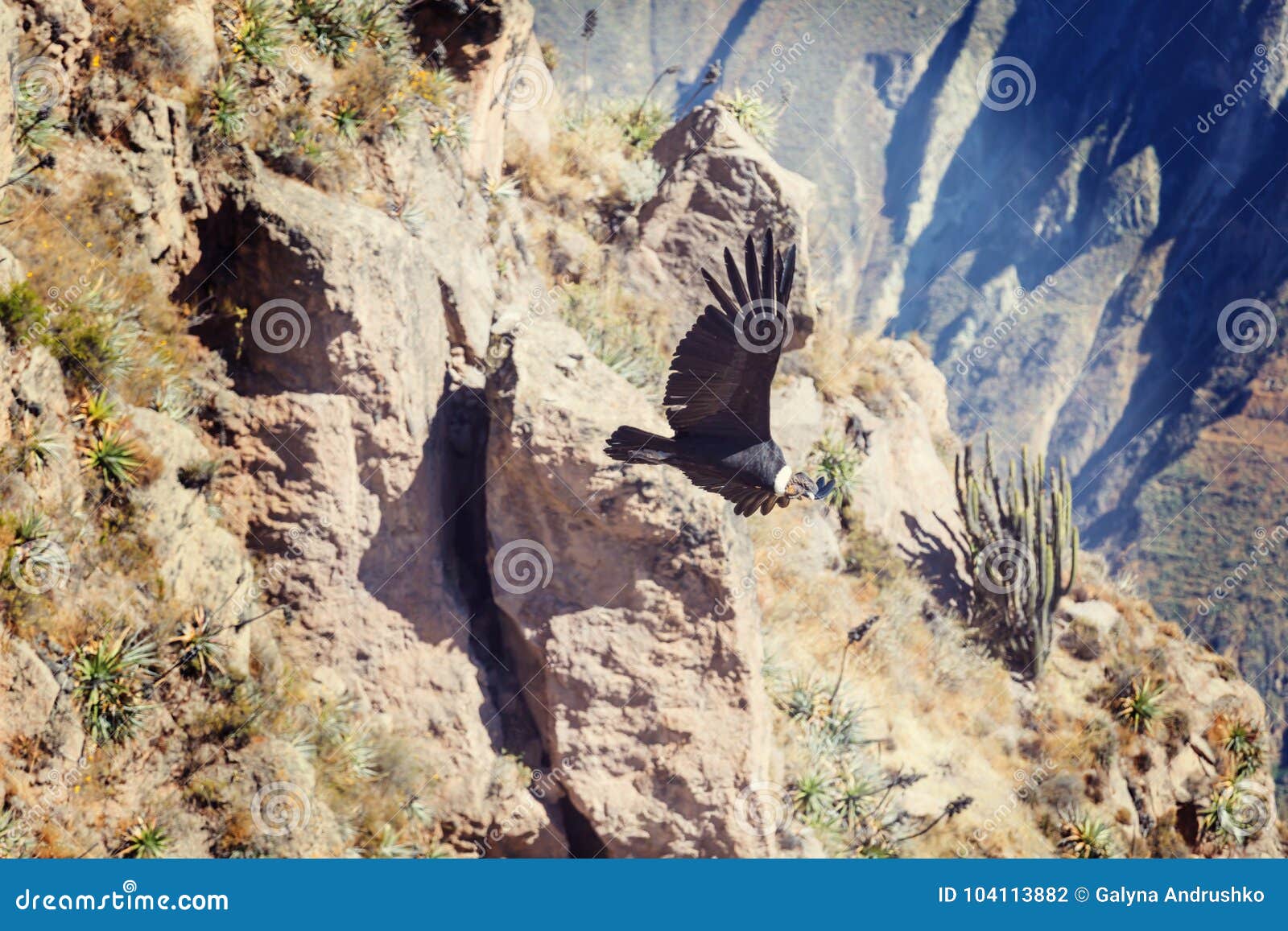 Condor foto de stock. Imagem de américa, nave, parque - 104113882