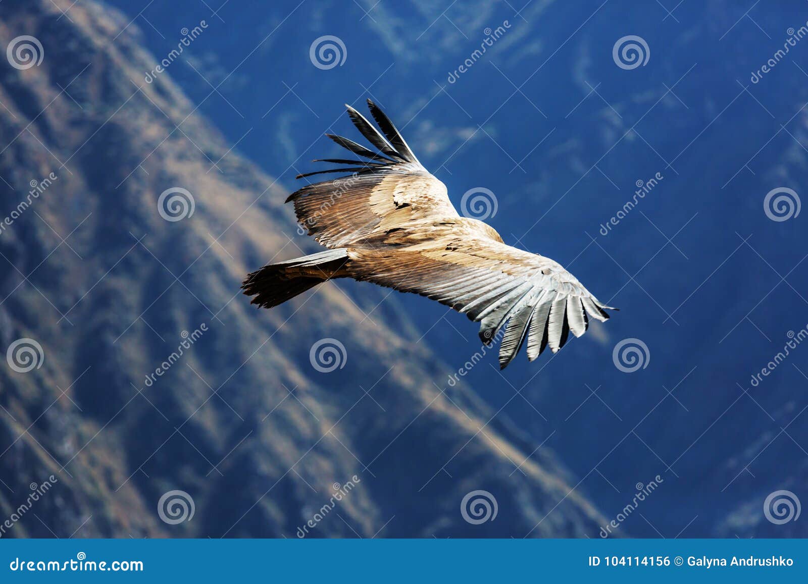 Condor foto de archivo. Imagen de lejos, vuelo, avistamiento - 104114156