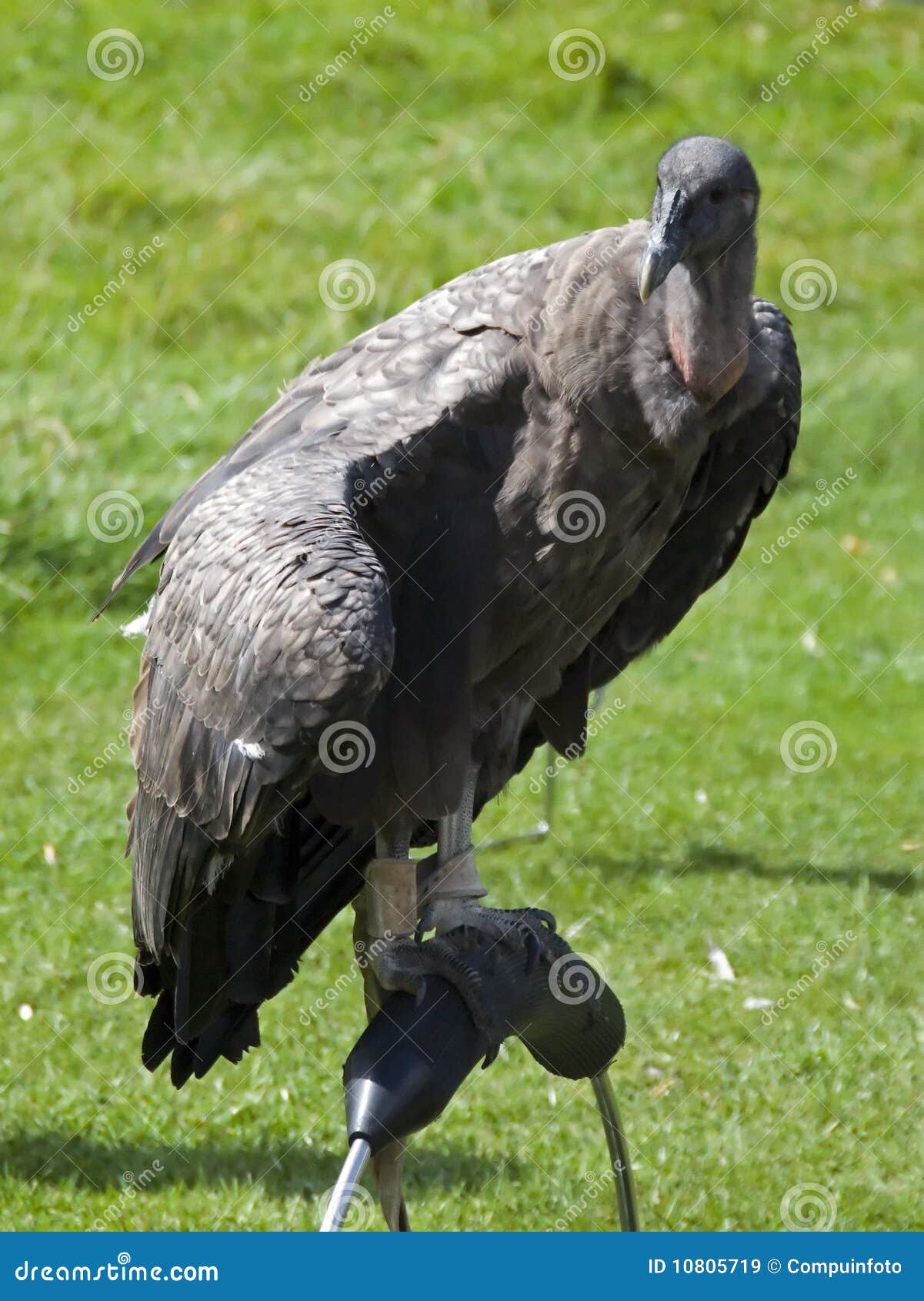 Condor stock image. Image of falconry, animal, nature - 10805719