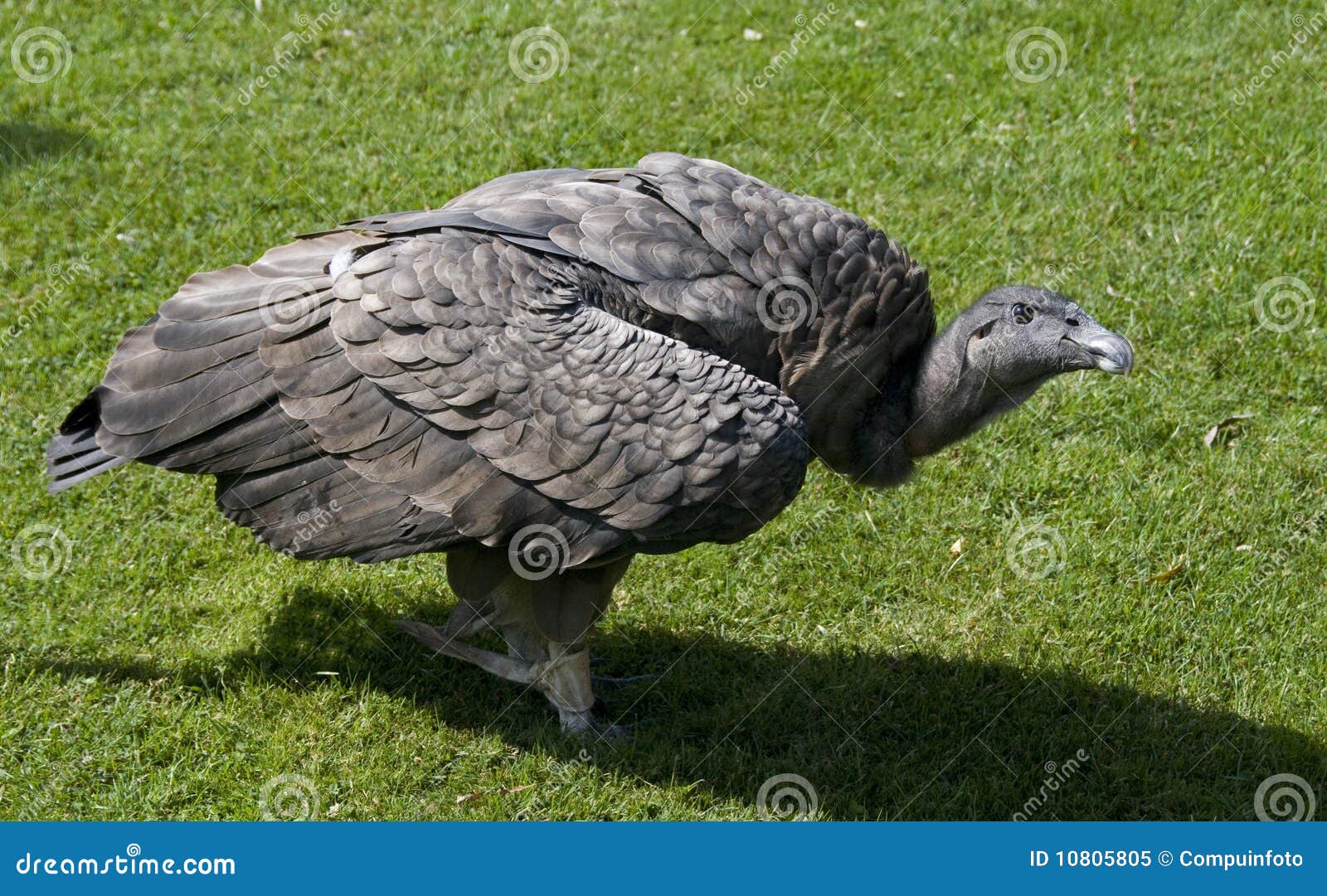 Condor stock image. Image of plumage, carnivore, looking - 10805805