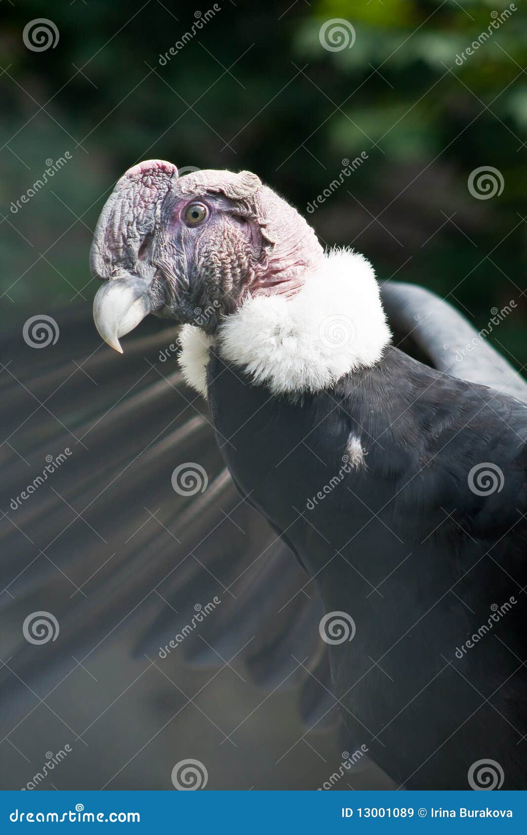 Condor stock image. Image of feather, profile, nature - 13001089