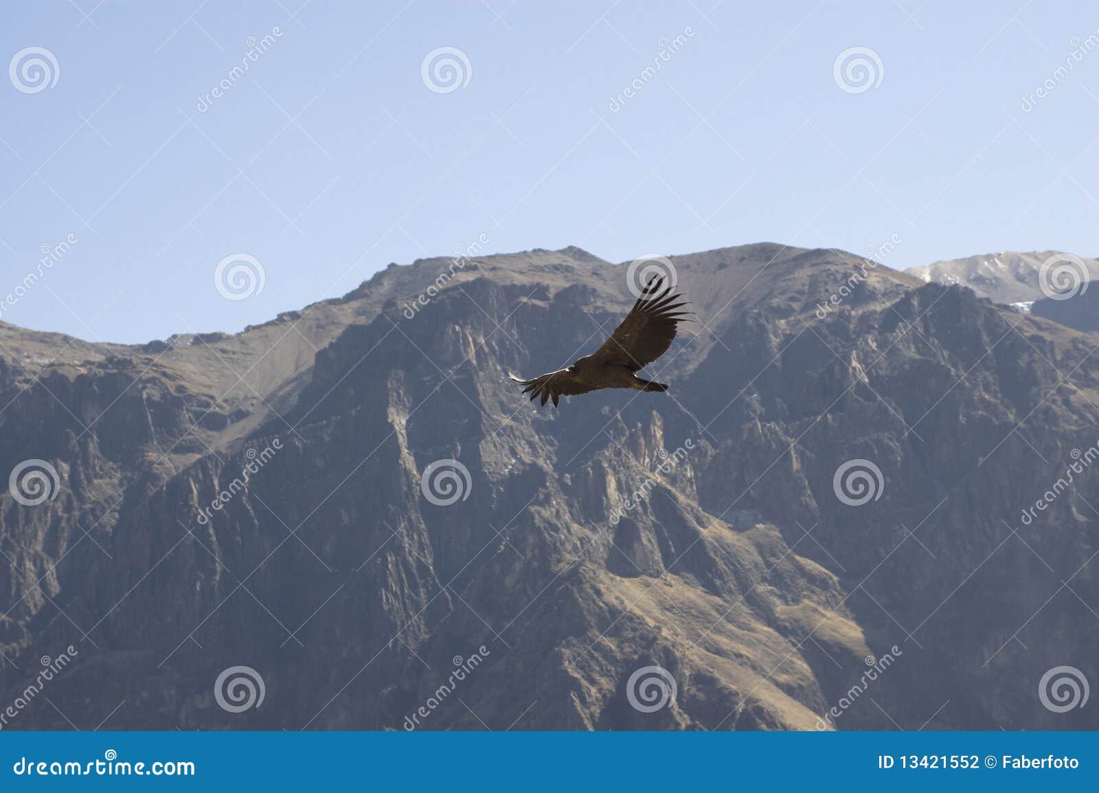 Condor foto de stock. Imagem de animais, curso, rapina - 13421552