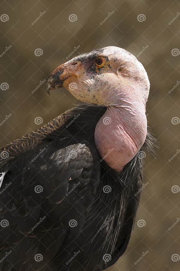 Condor stock image. Image of feather, animal, conservation - 13952013