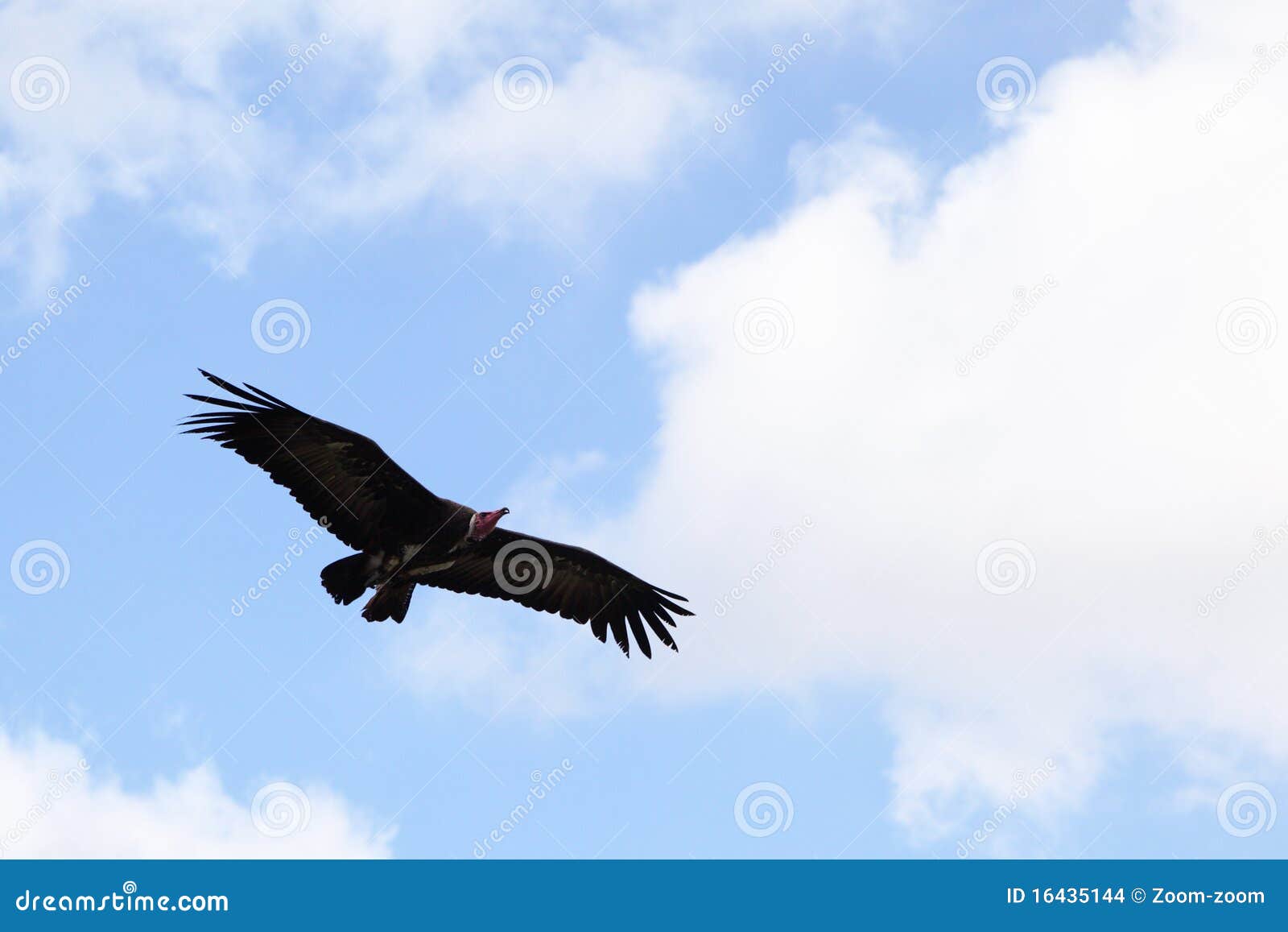 Condor stock photo. Image of hawk, feather, flight, hunter - 16435144