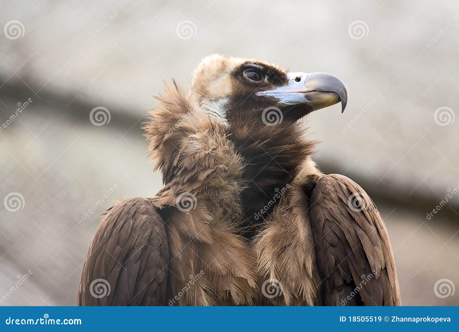 Condor stock image. Image of animal, eagle, conservation - 18505519