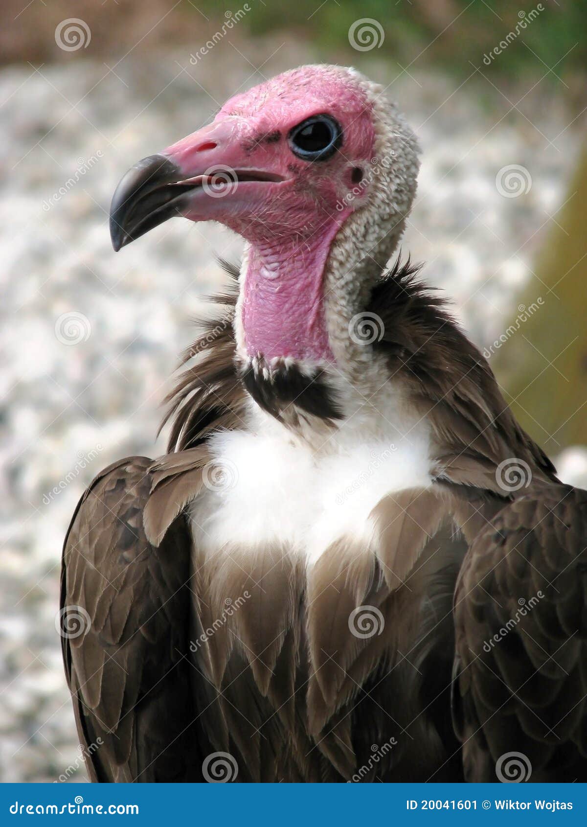 Condor stock image. Image of feathers, belgium, nature - 20041601