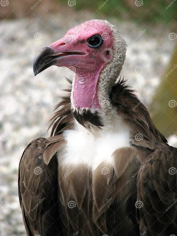 Condor stock image. Image of feathers, belgium, nature - 20041601