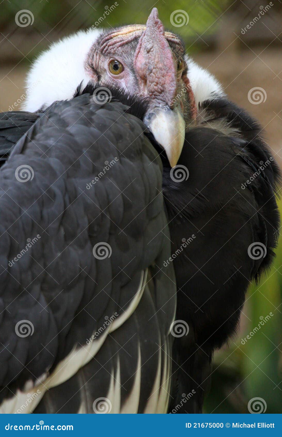 Condor stock photo. Image of beaks, faces, mephoto, andes - 21675000