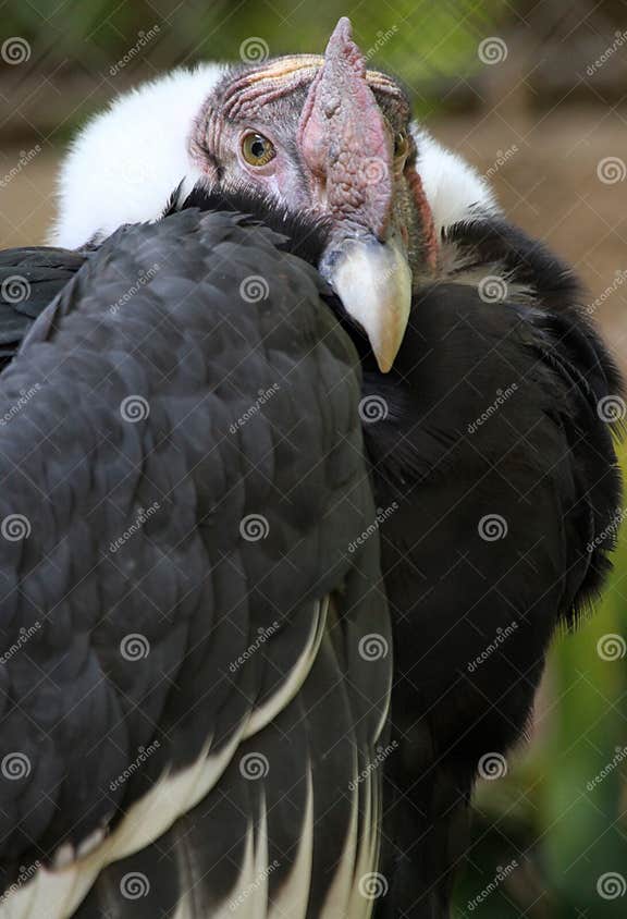 Condor stock photo. Image of beaks, faces, mephoto, andes - 21675000