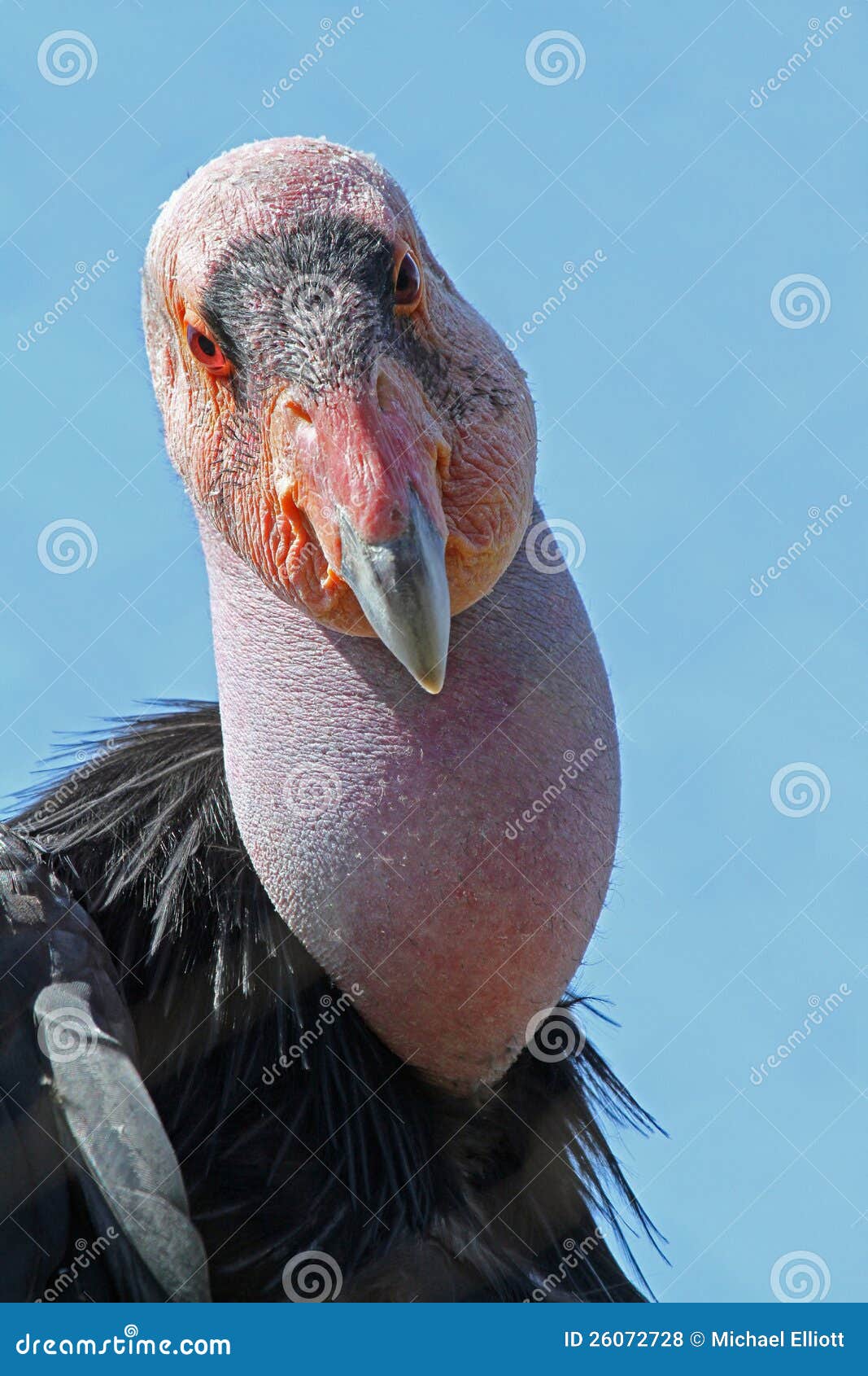 Condor stock photo. Image of display, endangered, hooked - 26072728