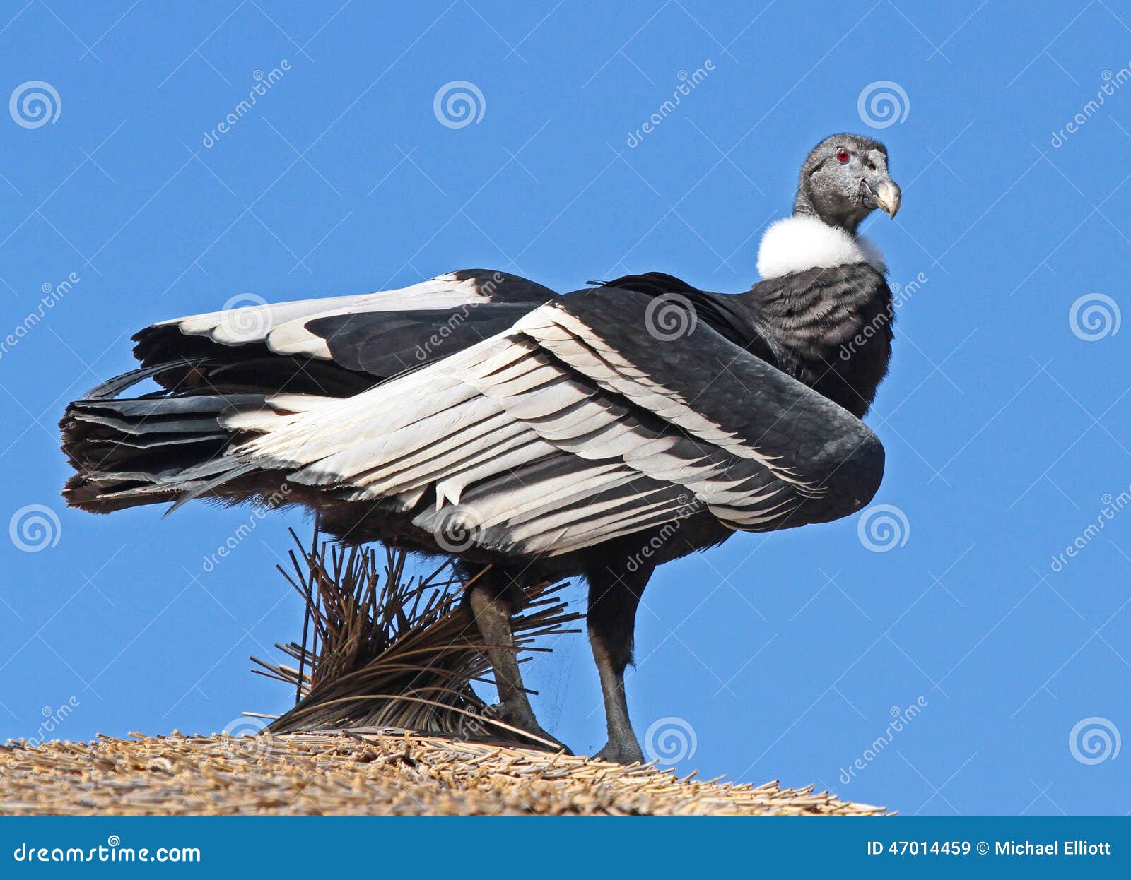 Condor stock afbeelding. Image of condor, vertoning, woest - 47014459