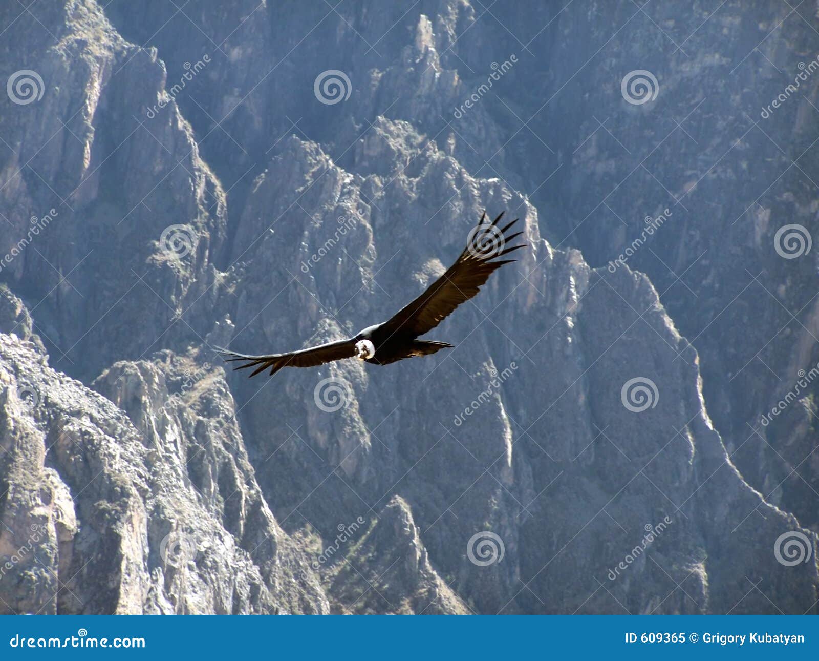 Condor stock image. Image of carnivorous, birds, defiance - 609365